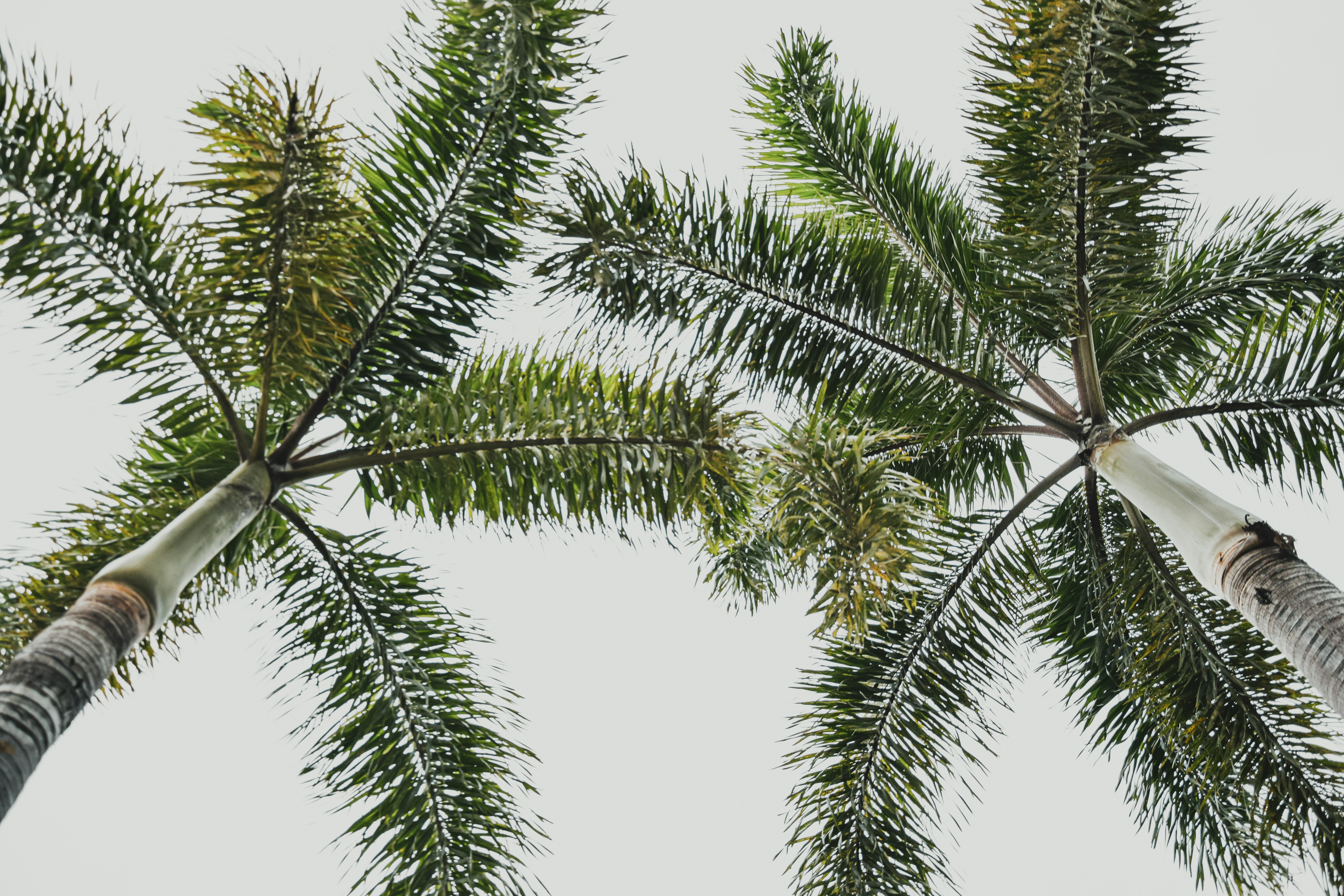 Zenith of Palms: Fronds Converging Toward the Sky