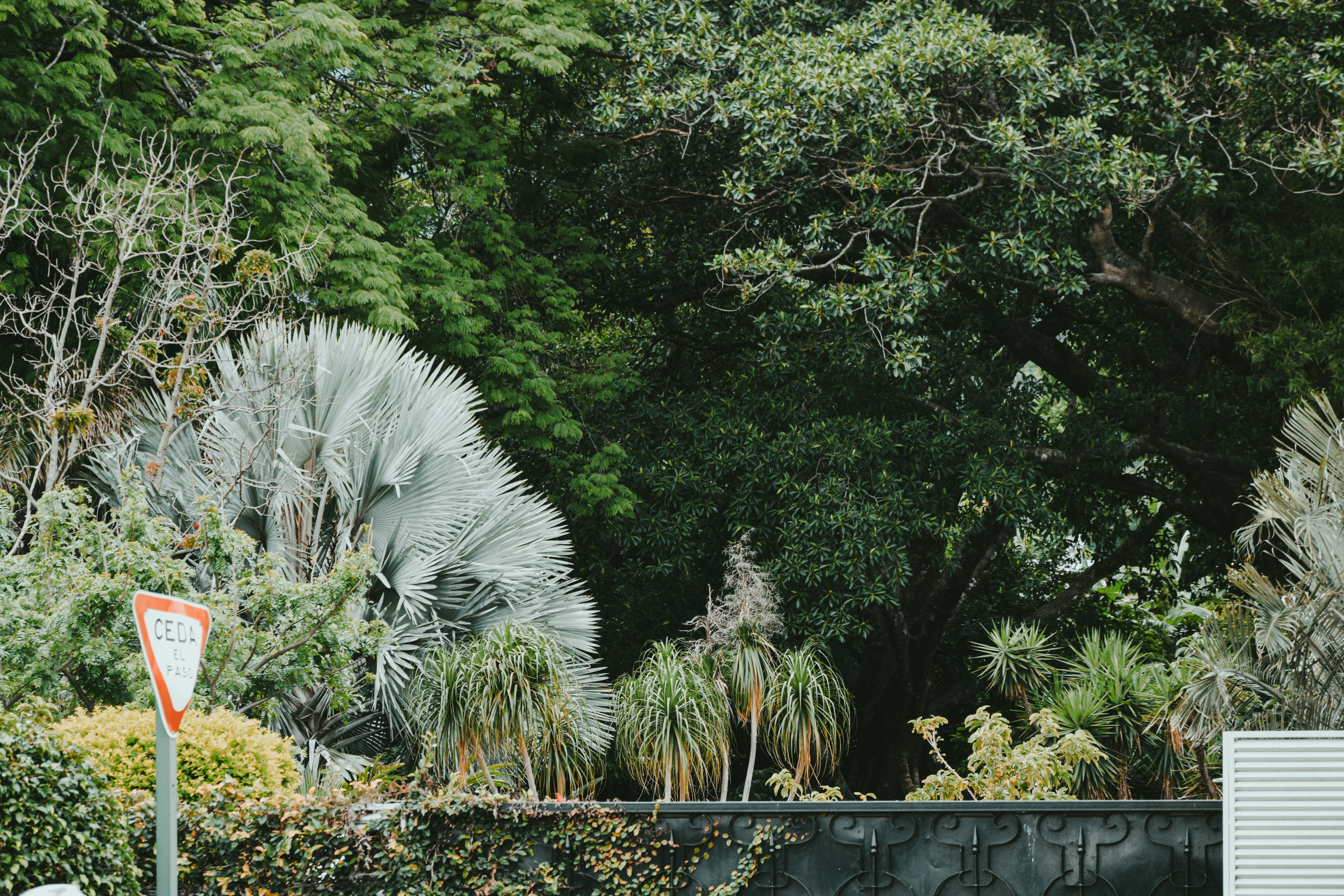 A vibrant collection of tropical plants and trees framing a street sign, showcasing the beauty of urban greenery.