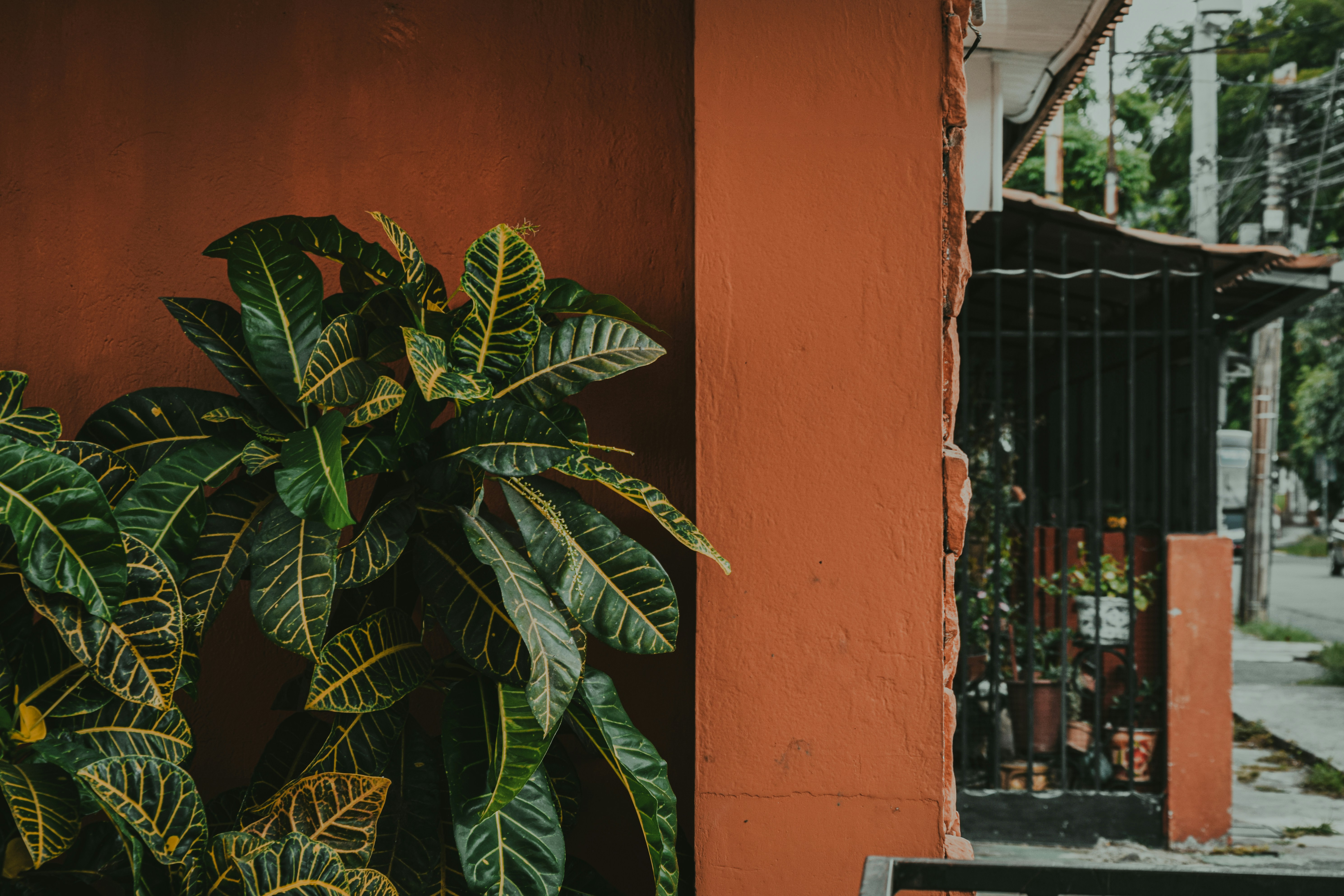 Lush green plant contrasting with a vibrant orange wall in an urban setting. A glimpse of a street scene is visible in the background.