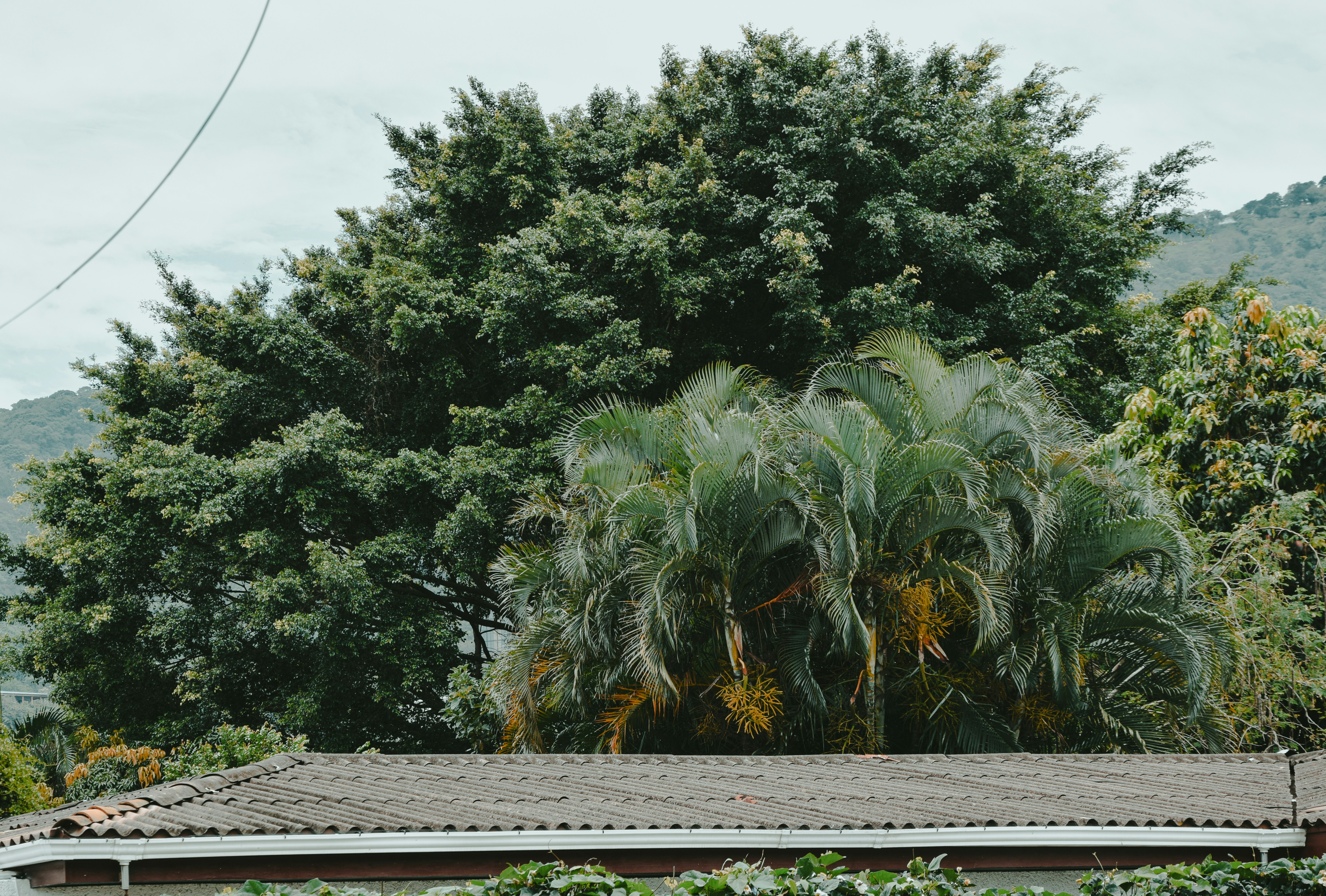 Palm Crown Framing a Quiet Roofline
