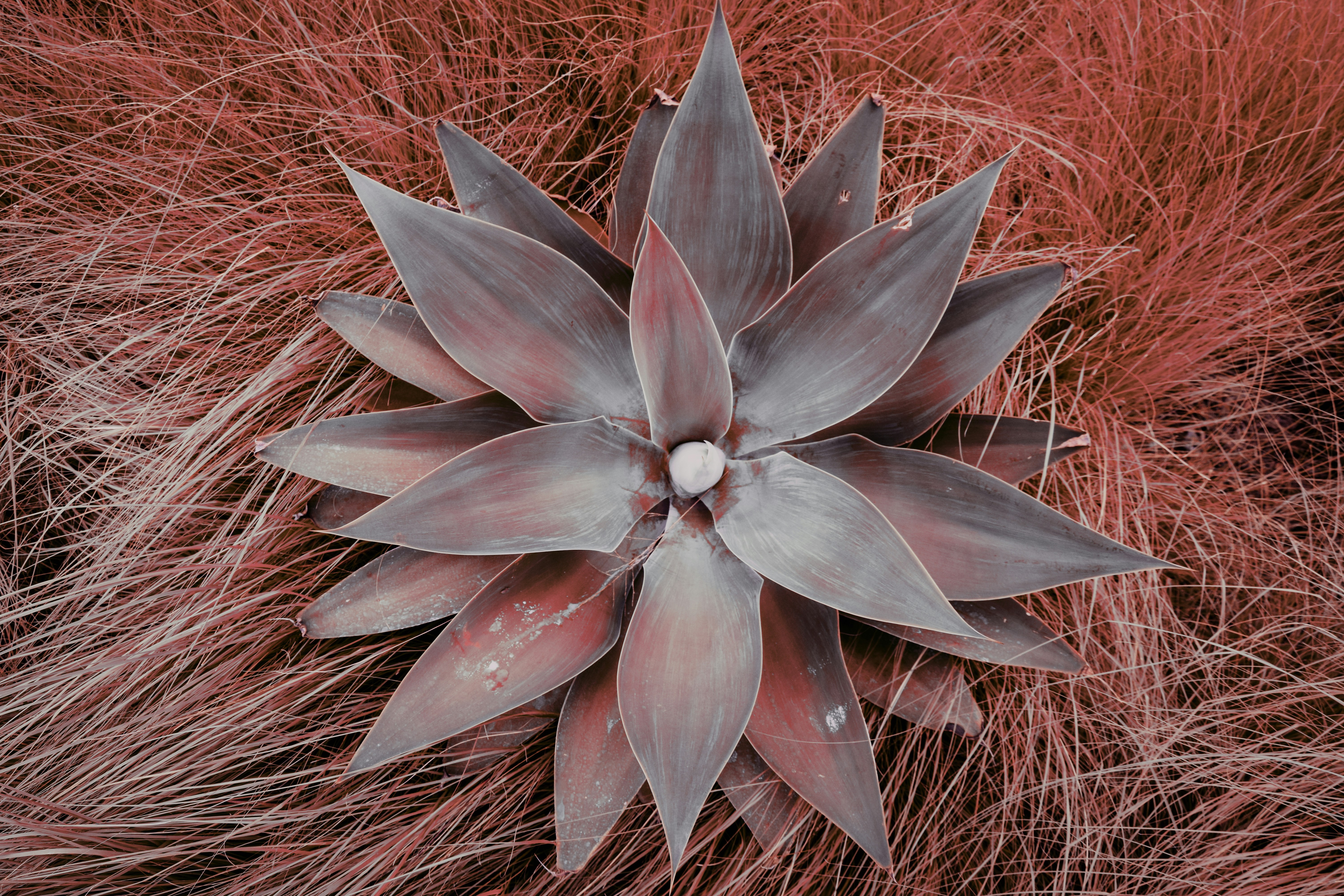 Infrared Rosette Amid a Sea of Crimson Grass