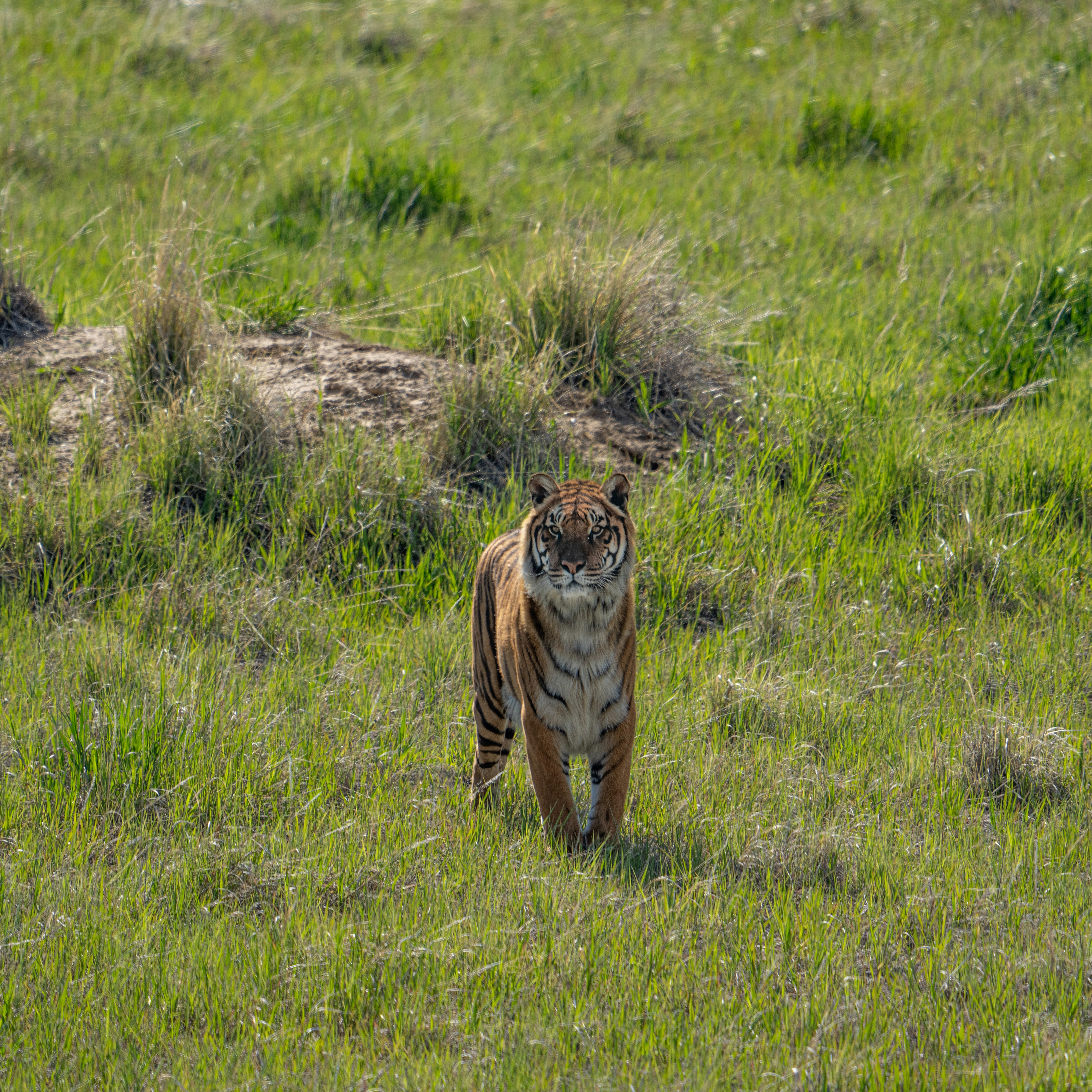 Brown and black tiger on green grass field during daytime photo – Free ...