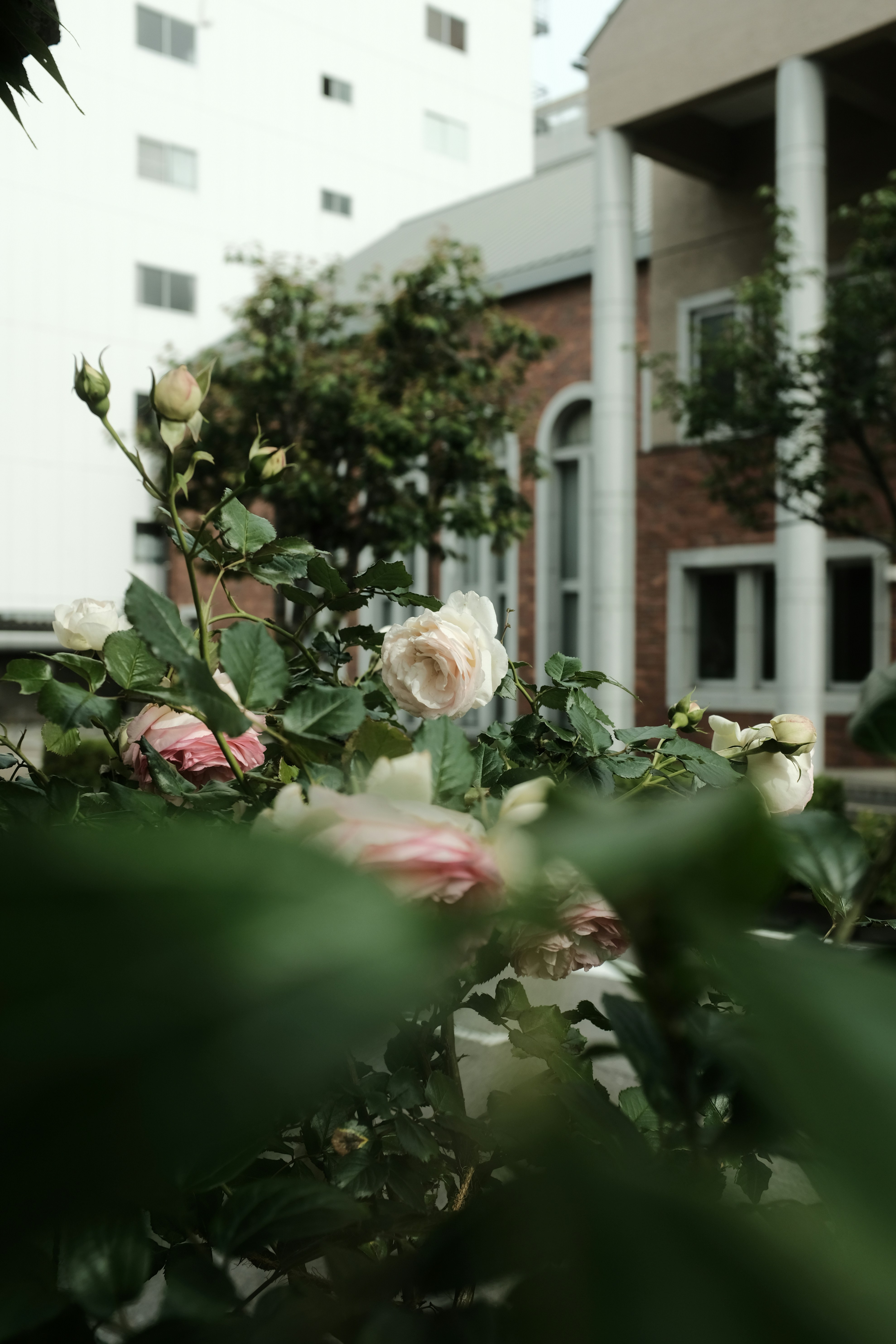 Pink and white roses in bloom during daytime photo – Free Flower Image ...