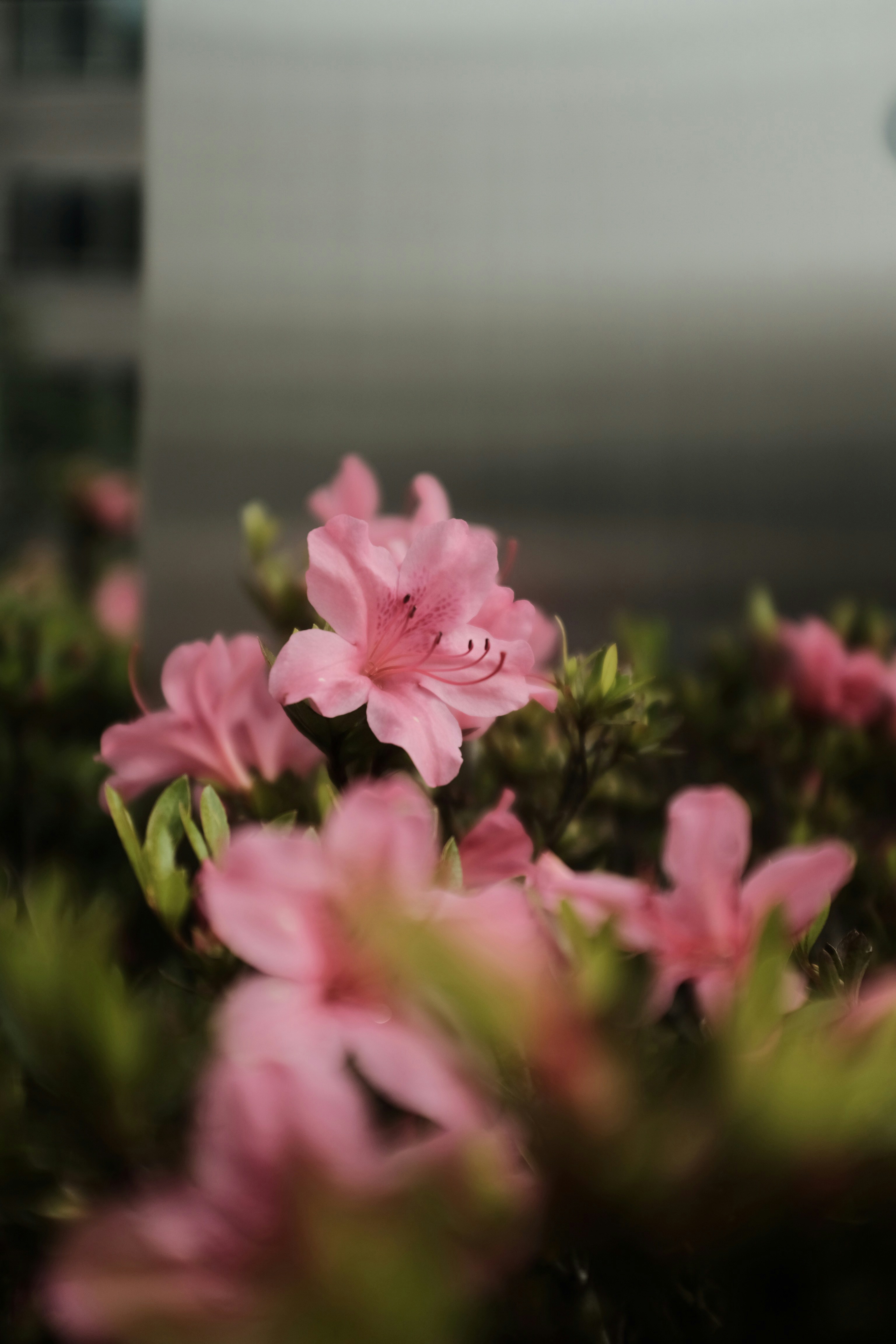 Petals in Focus: Pink Azalea Against a Metallic Backdrop
