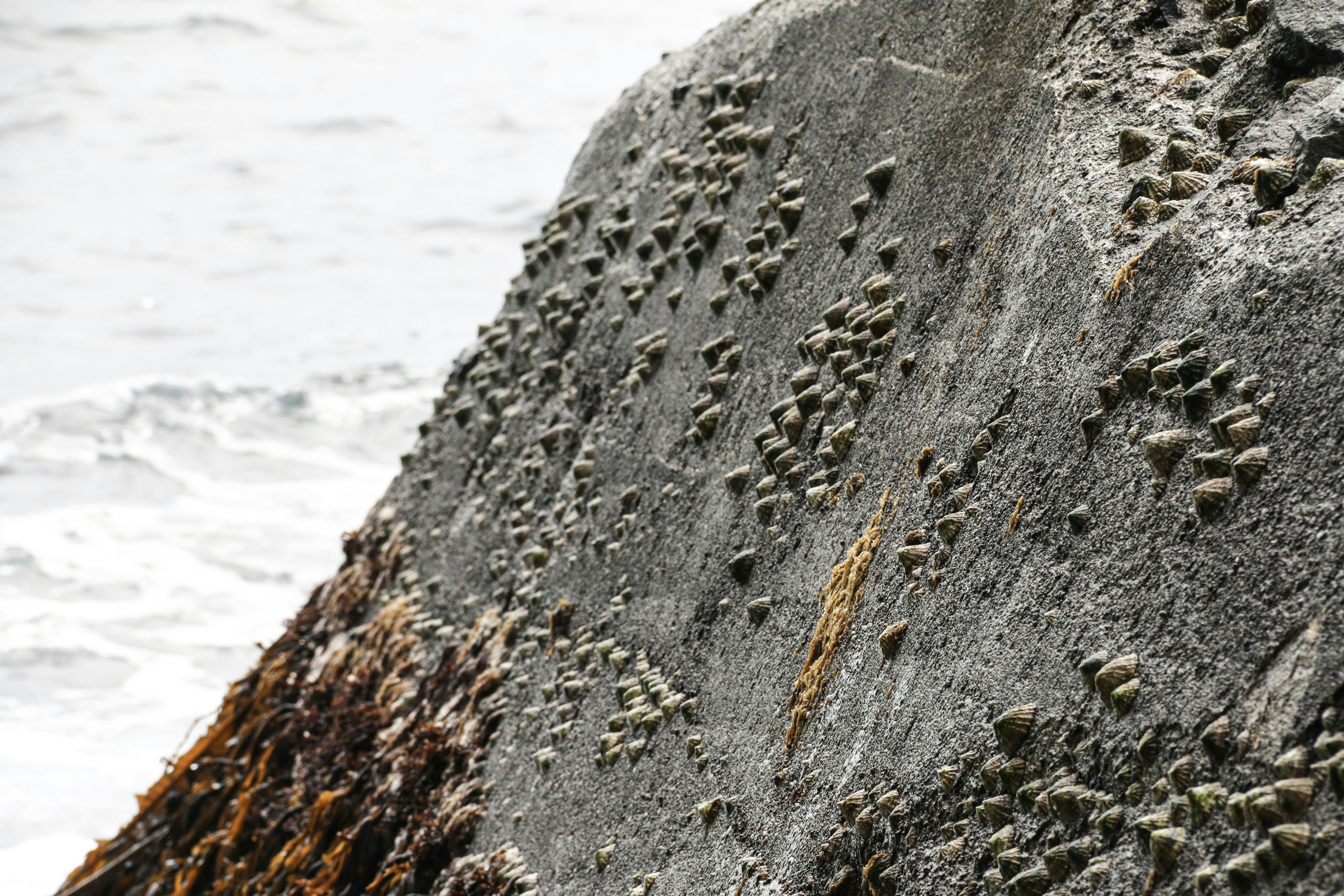 Barnacle Mosaic on a Weathered Rock Beside the Surf