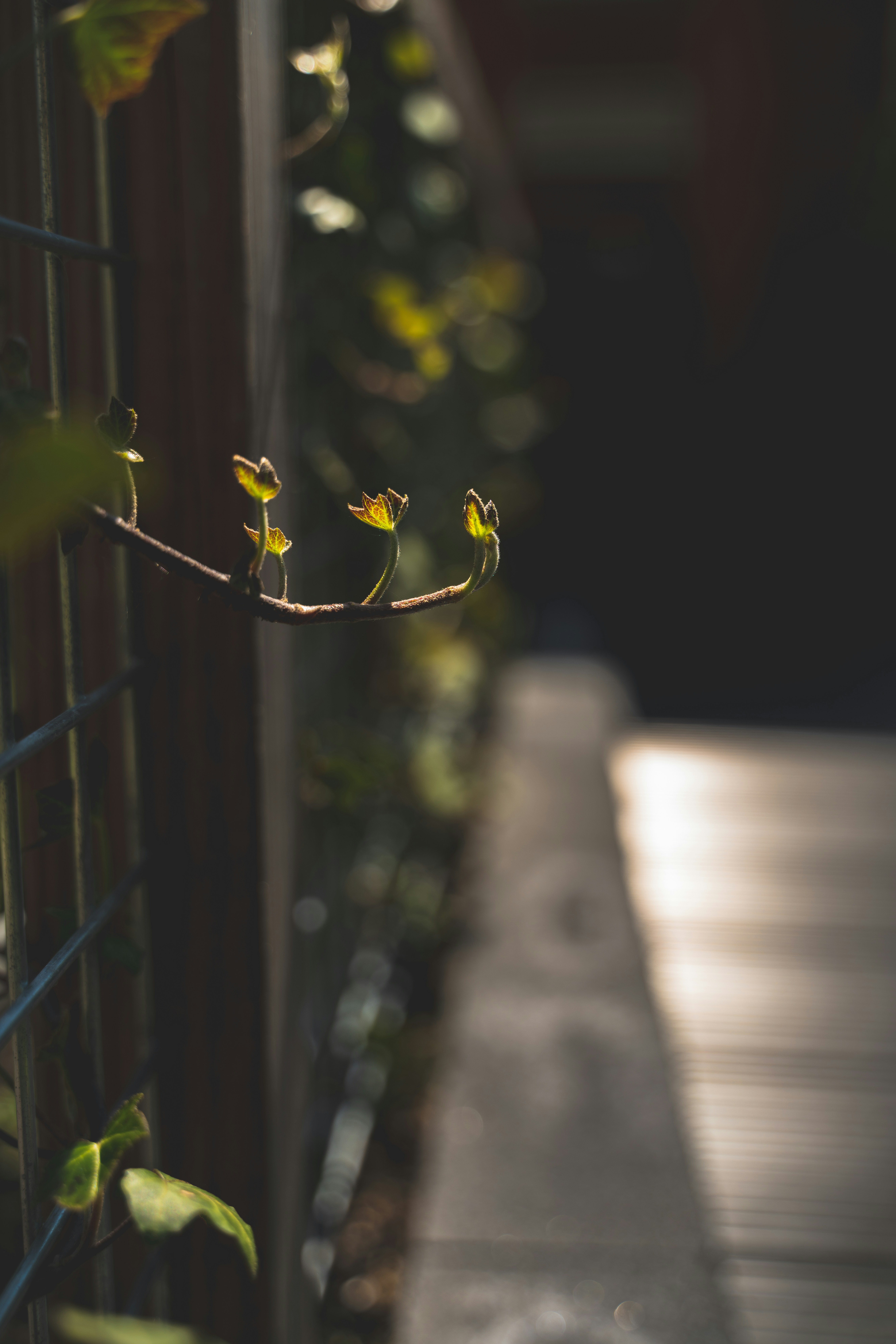 Tender Buds Along a Fence in Morning Light