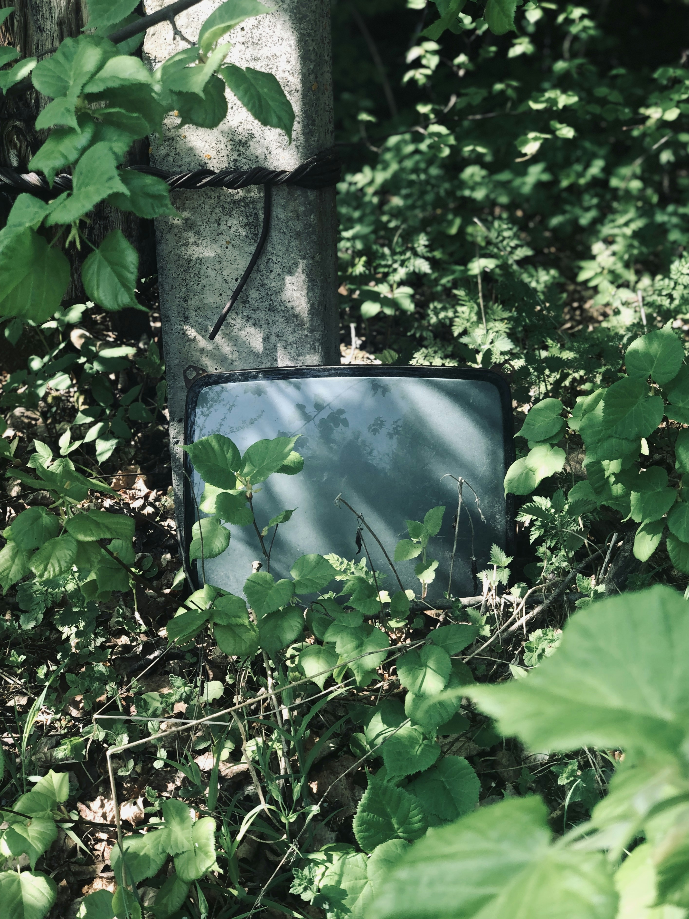 Ivy's Quiet Screen: A Tablet Lost in the Understory