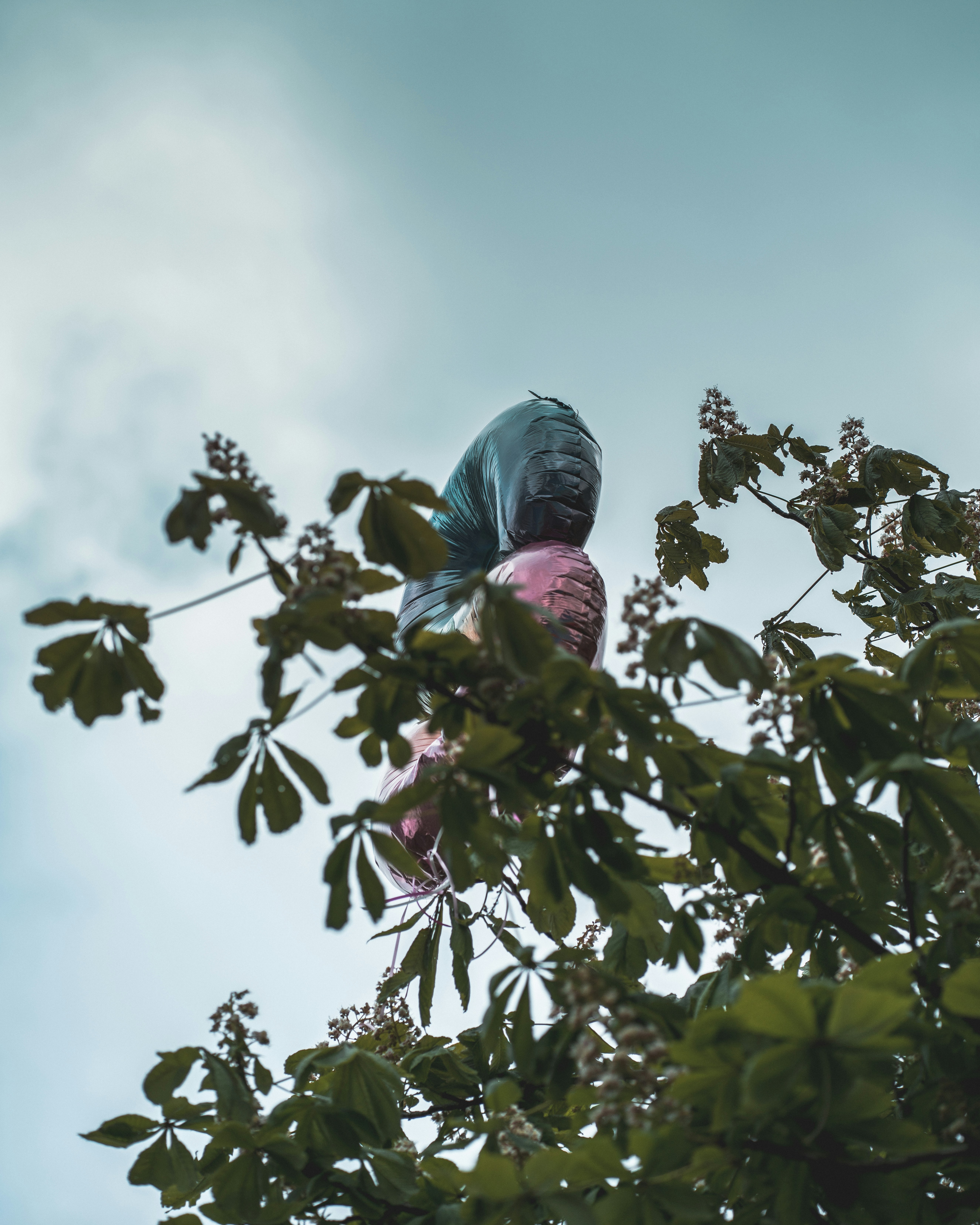 Floating Neon Balloons above Quiet Foliage