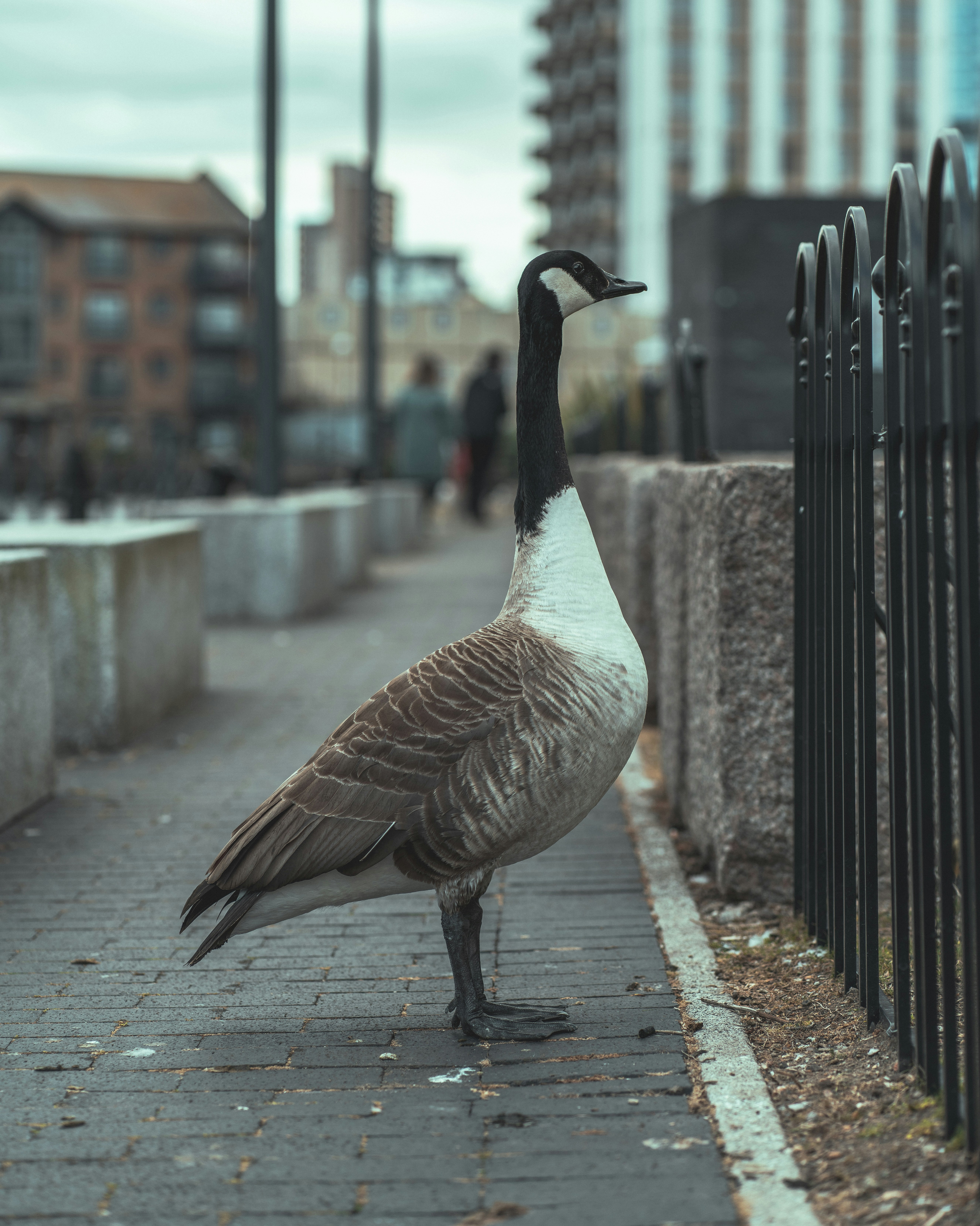 Urban Goose at the Edge of the Walkway