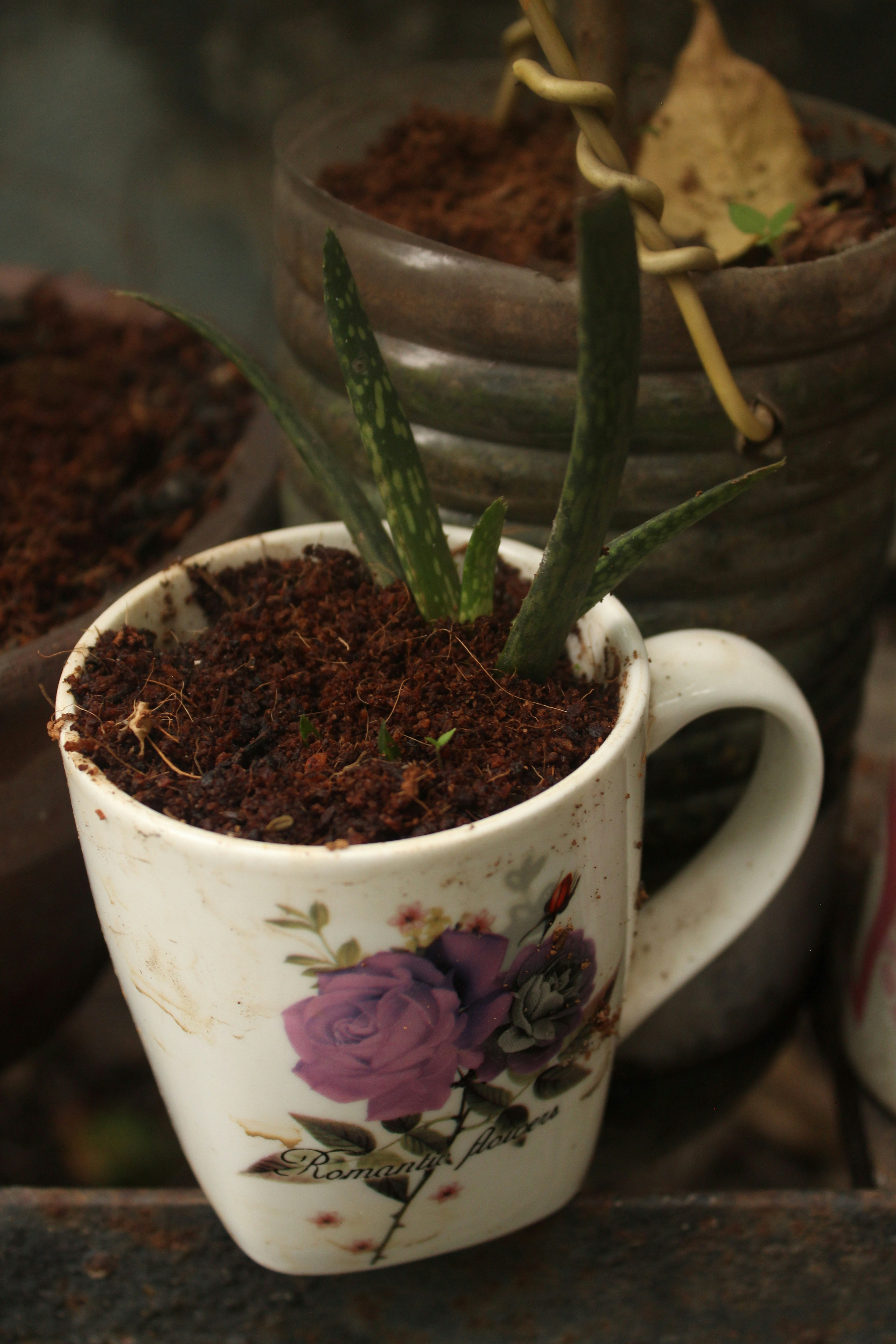 A Quiet Green Sprout in a Delicate Ceramic Vessel