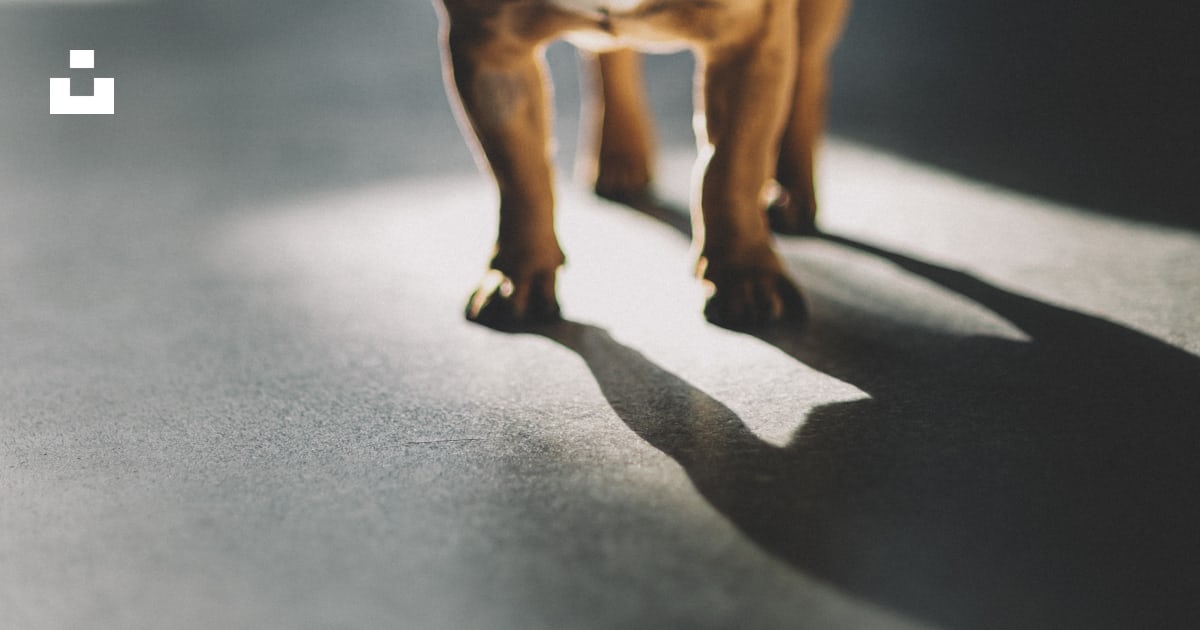 灰色のコンクリートの床に茶色と白のショートコート犬の写真 Unsplashの無料ロシコ写真