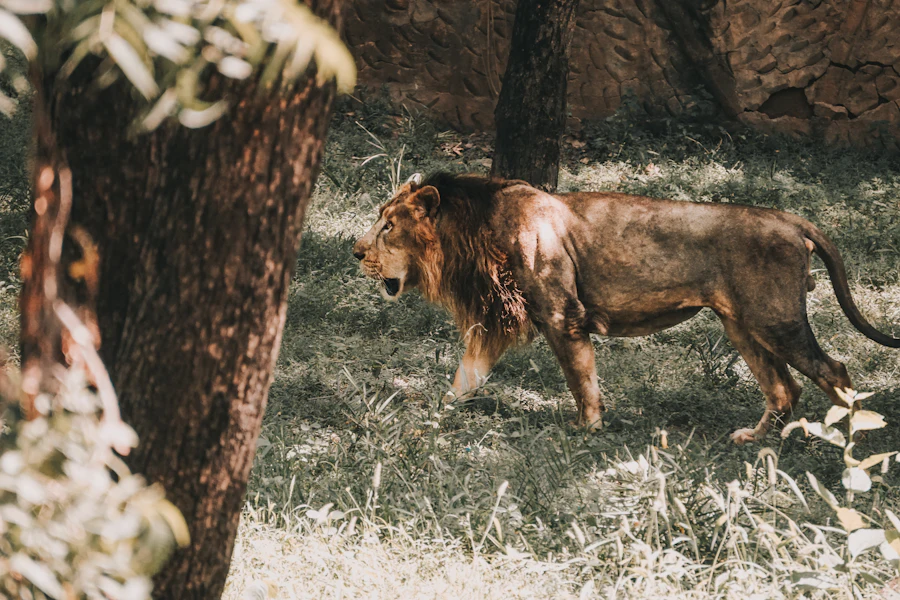 A male lion strides through a shaded enclosure with trees and grass around him. Warm sunlight highlights his mane and body.