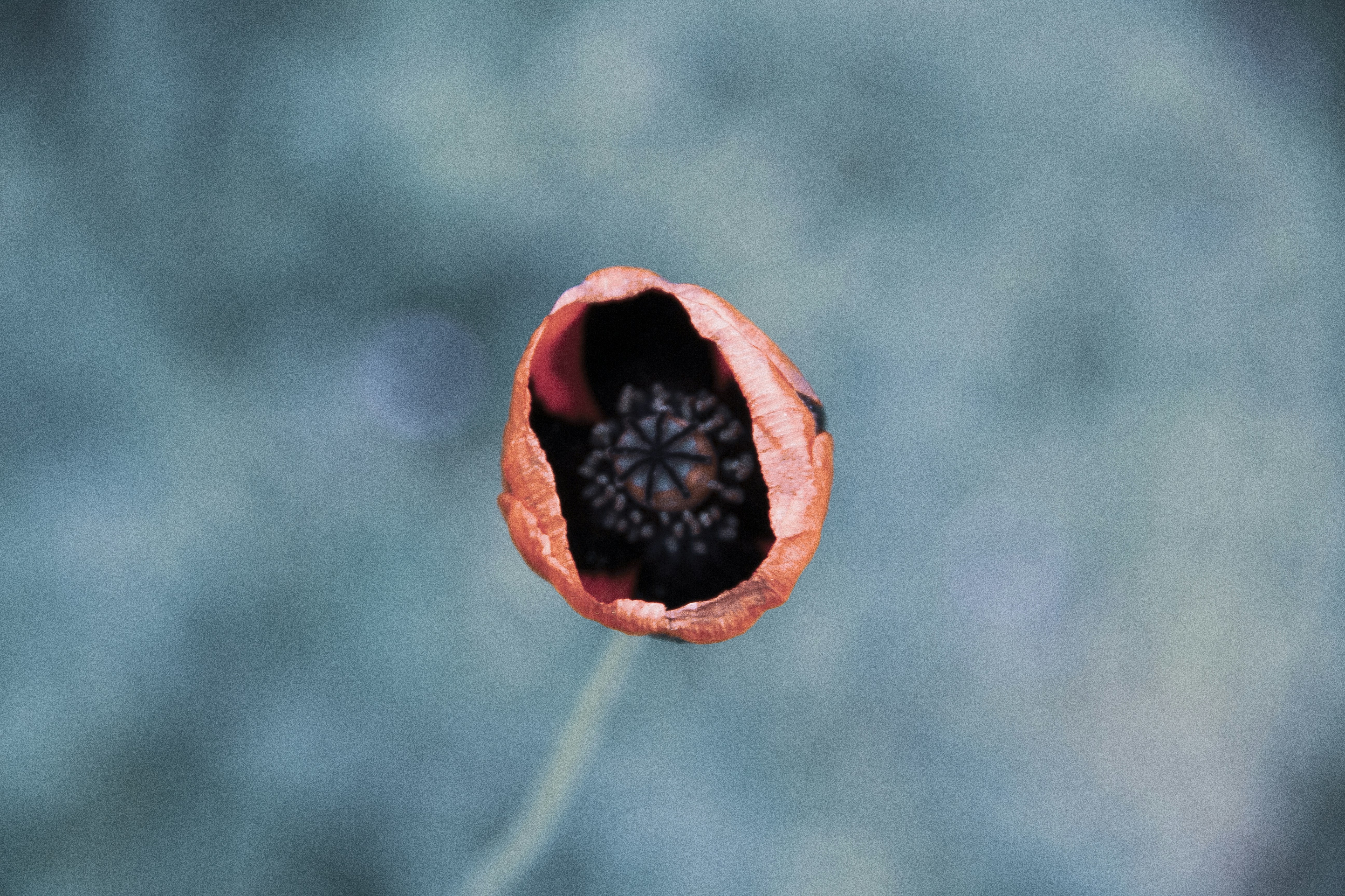 Center Bloom: A lone red poppy against a velvet turquoise haze