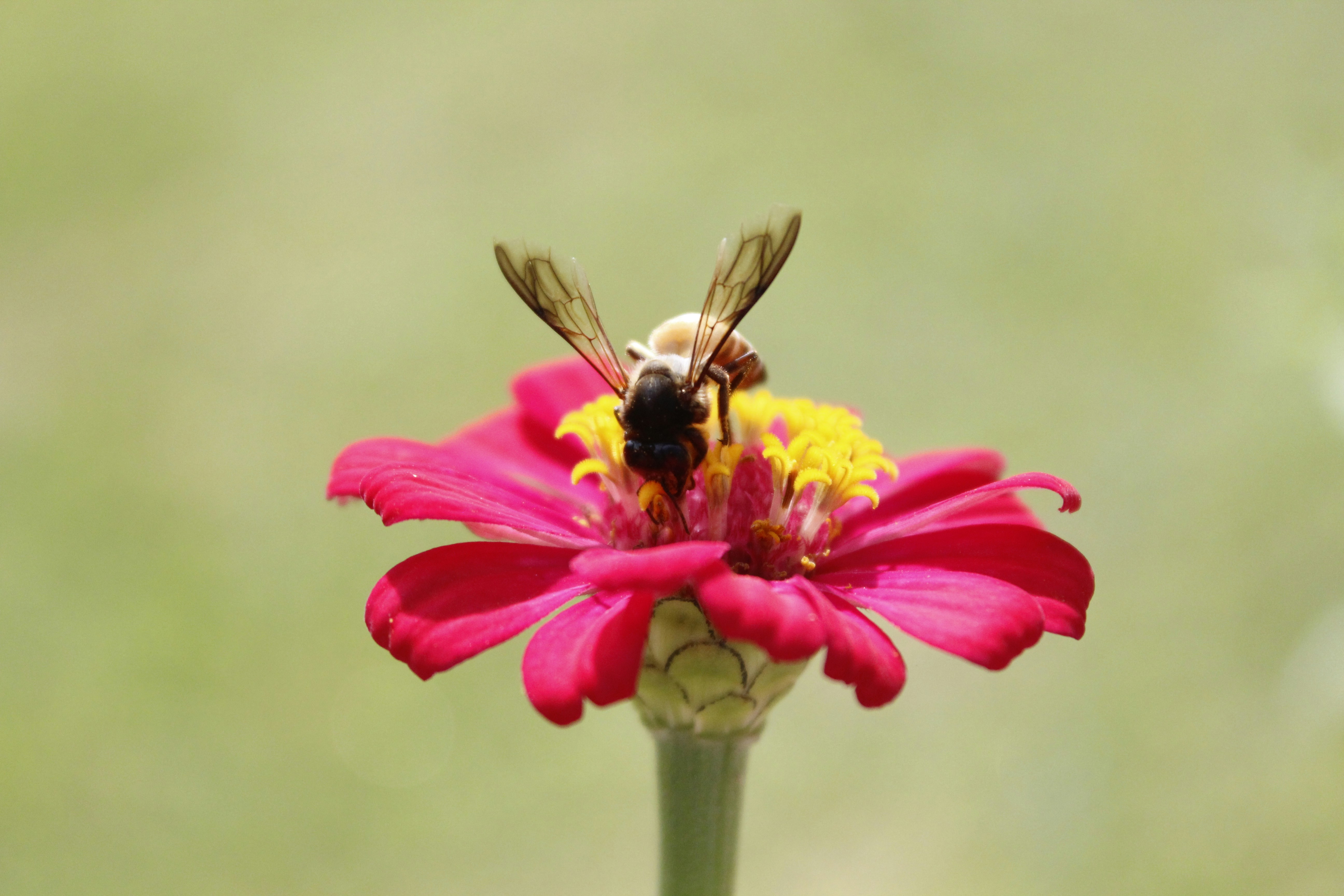 Bee collecting nectar from a vibrant red flower, showcasing the essential relationship between pollinators and flora.