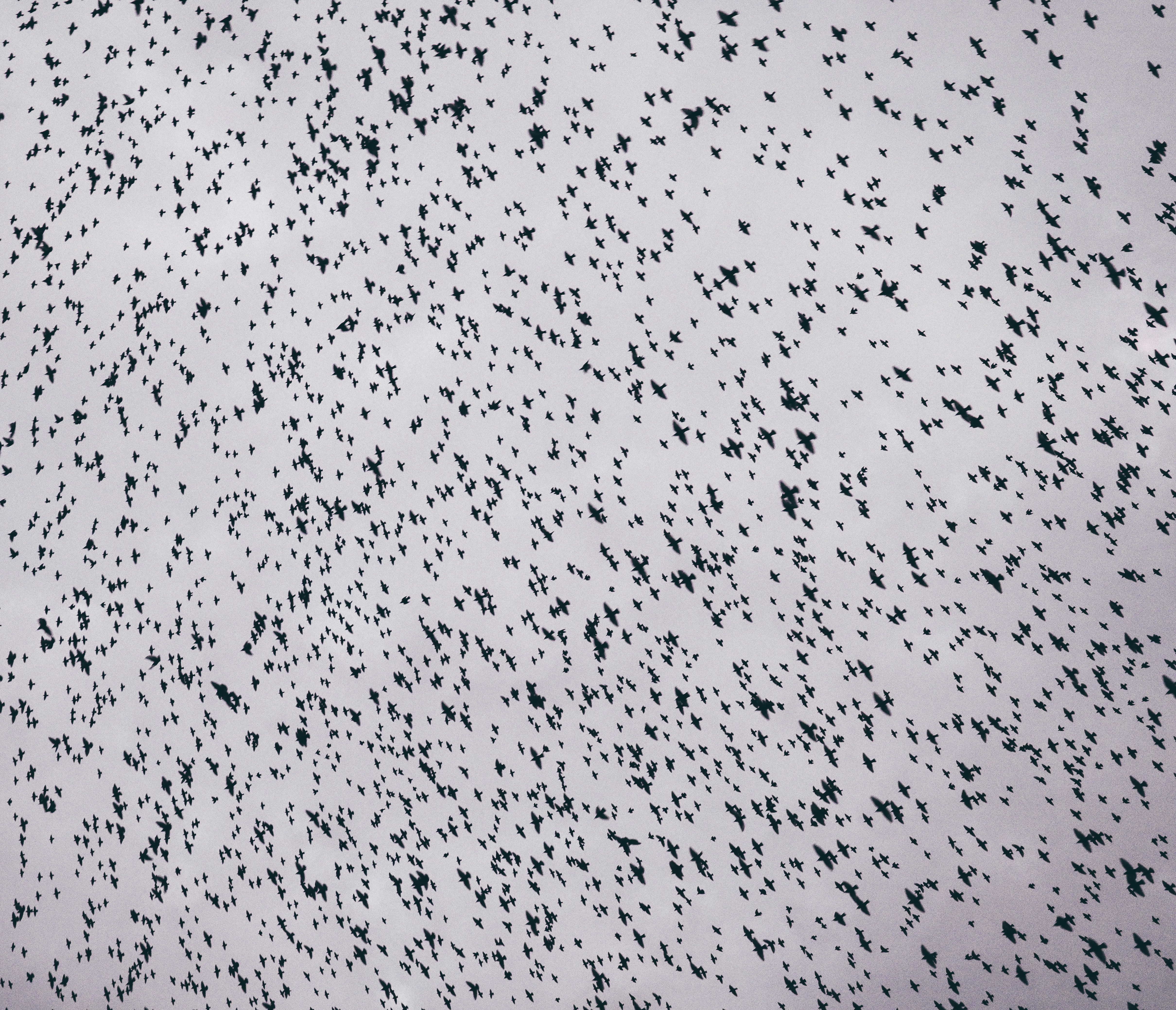 Dense Silhouette Chorus Across a Pale Sky
