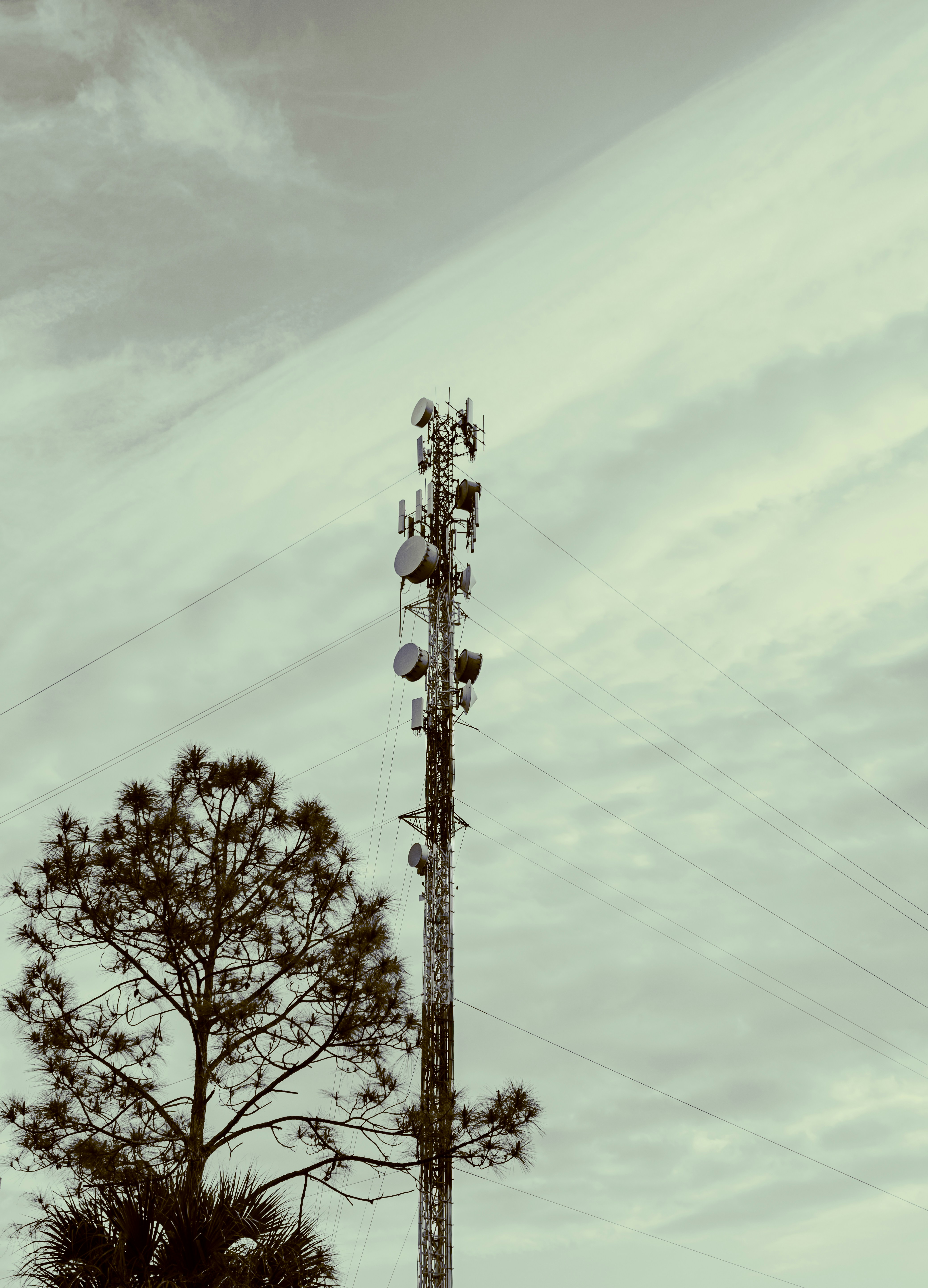A telecommunications tower rises against a backdrop of soft, cloudy skies, framed by a silhouette of a tree. The scene highlights the intersection of nature and technology.