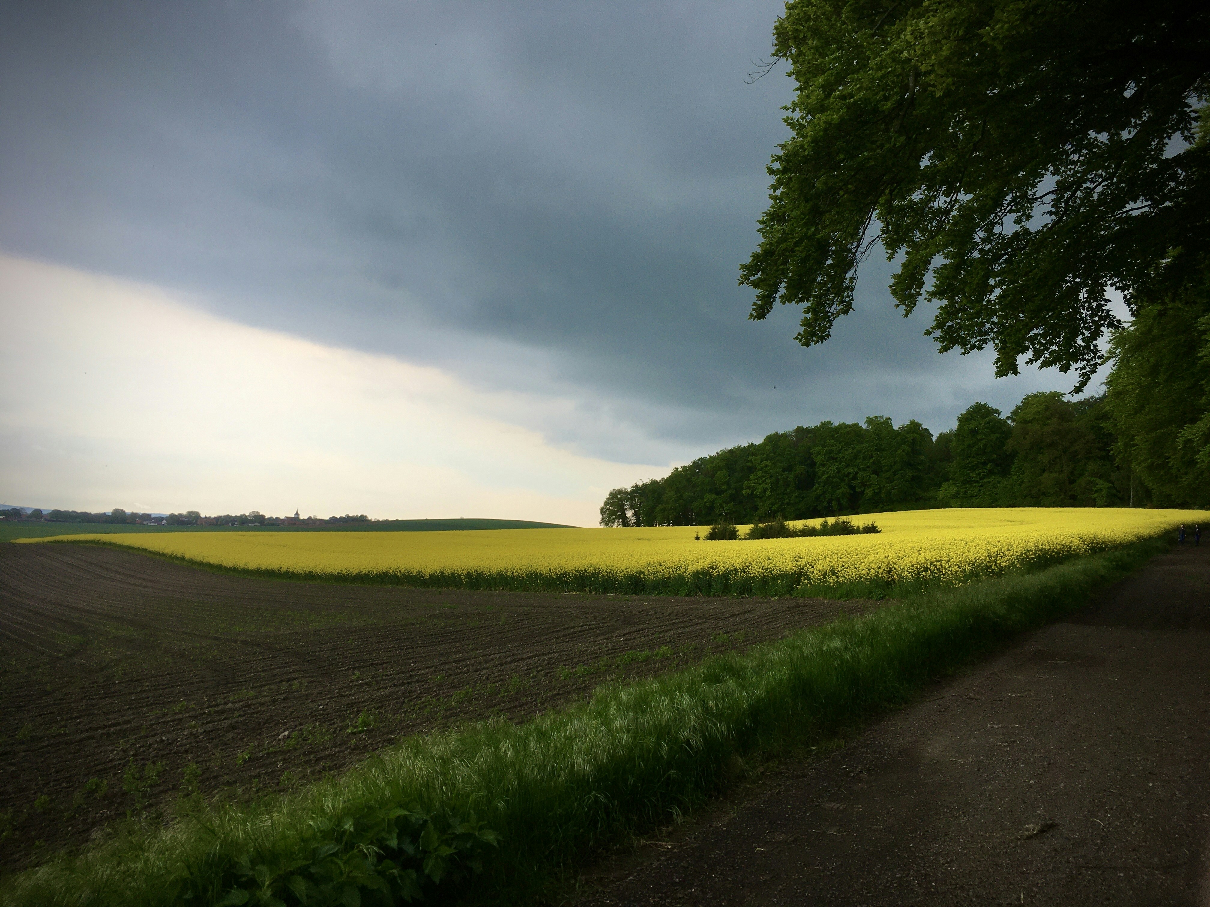 Yellow Canola Field at the Edge of a Storm