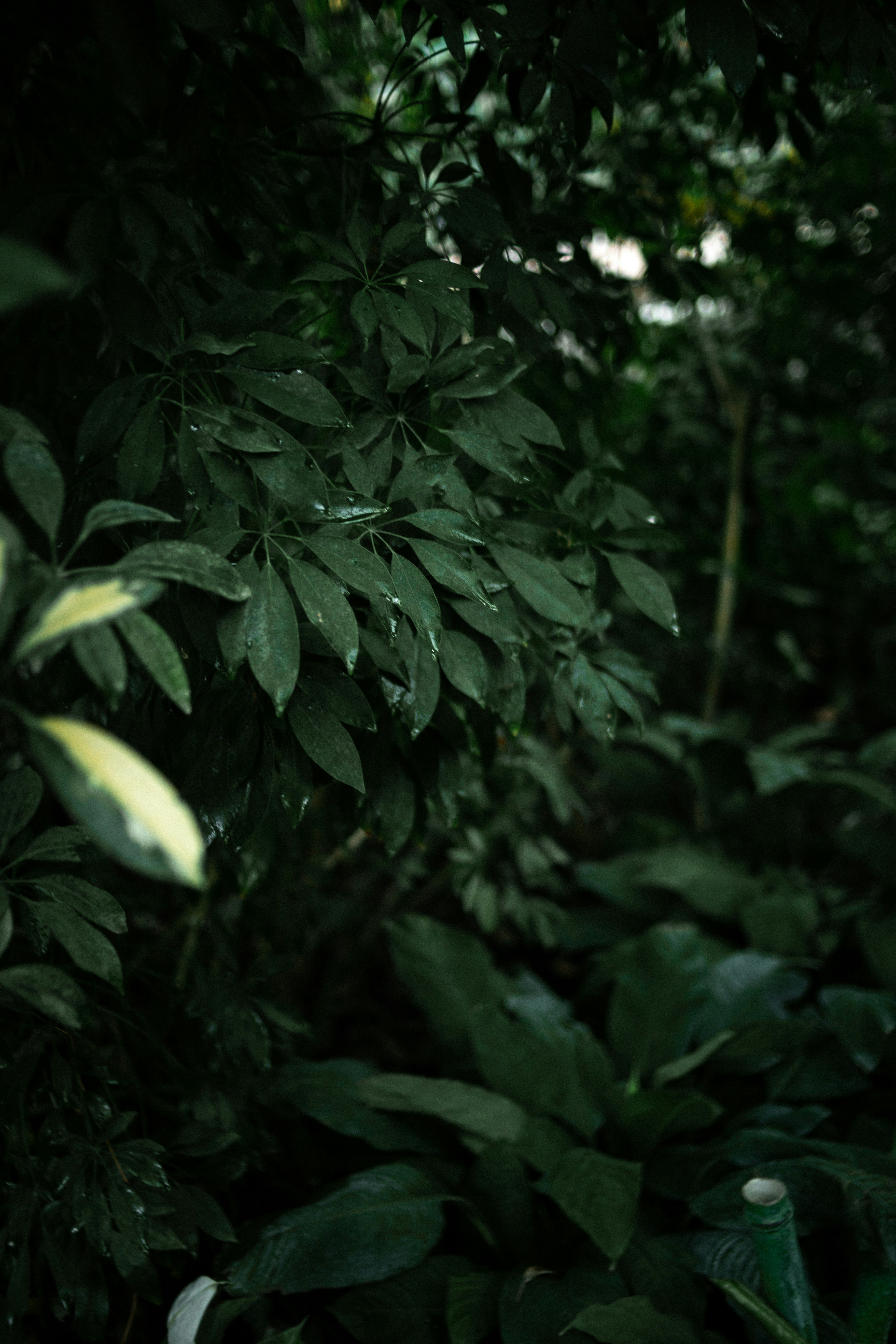 Lush green foliage densely packed in a tropical setting, capturing the essence of nature's vibrant palette. Water droplets cling to the leaves, hinting at recent rainfall.