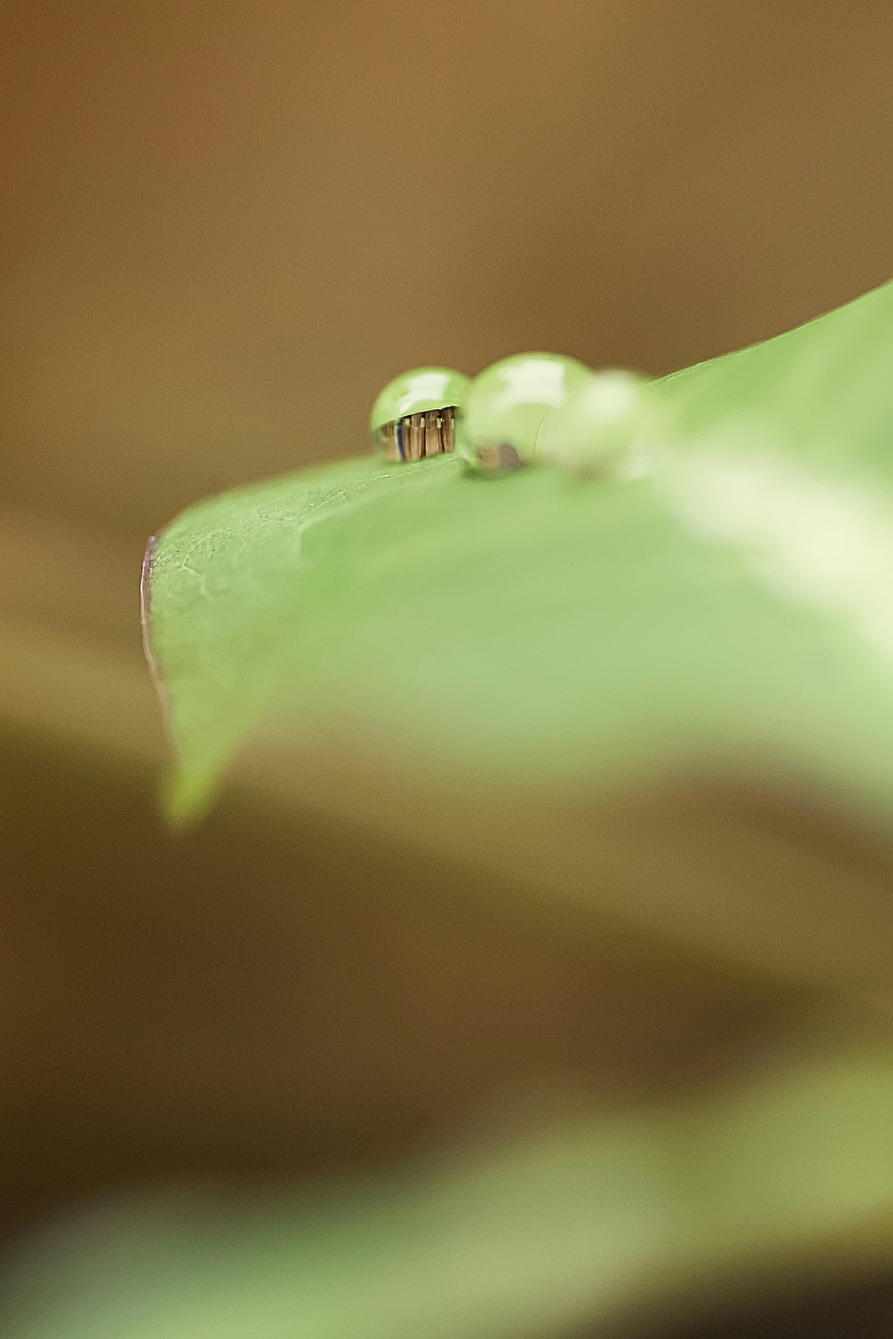 A water drop on a leaf with a reflection of a wooden fence. Feels like a magic tiny house…