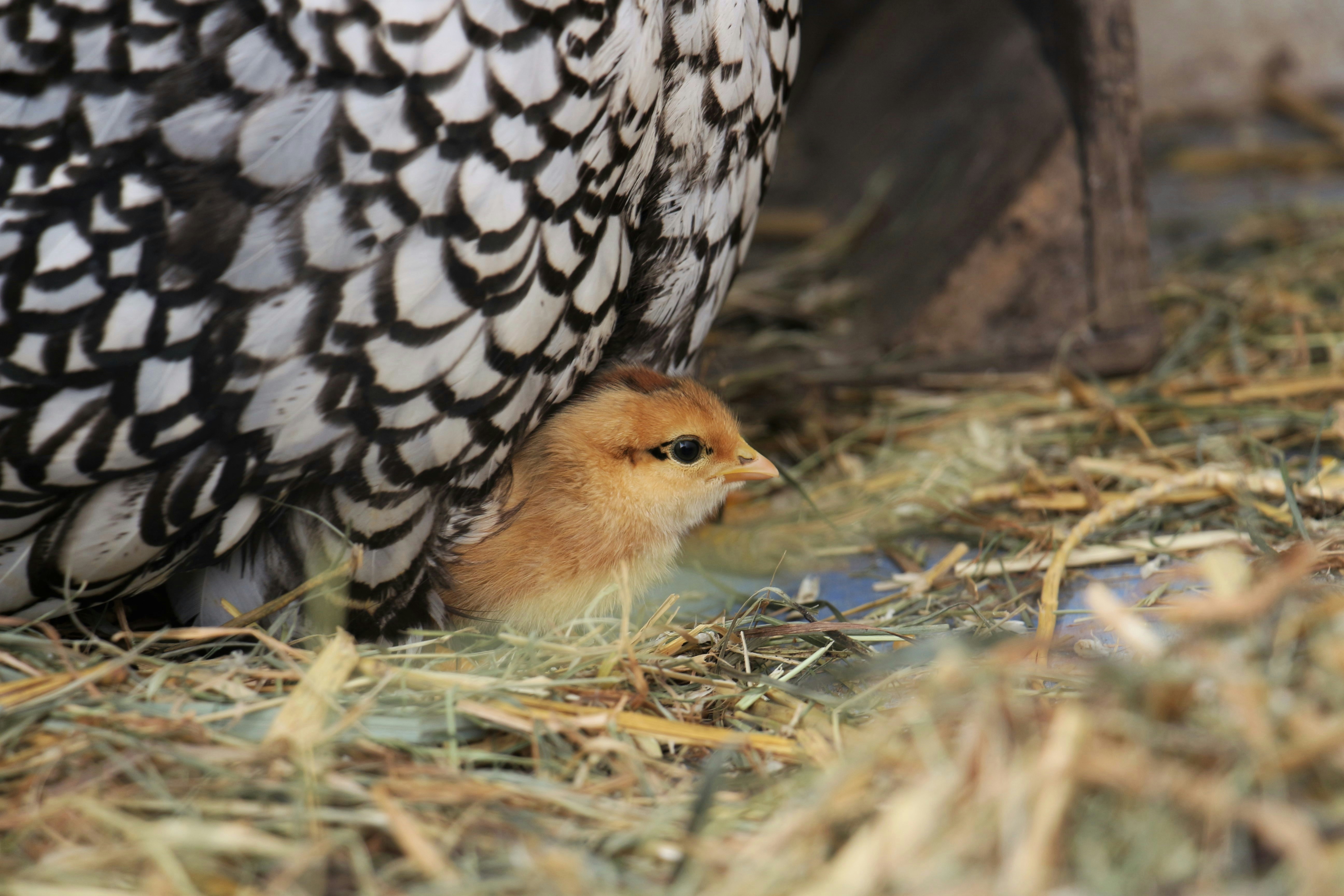 Black and white chick on nest photo – Free Animal Image on Unsplash