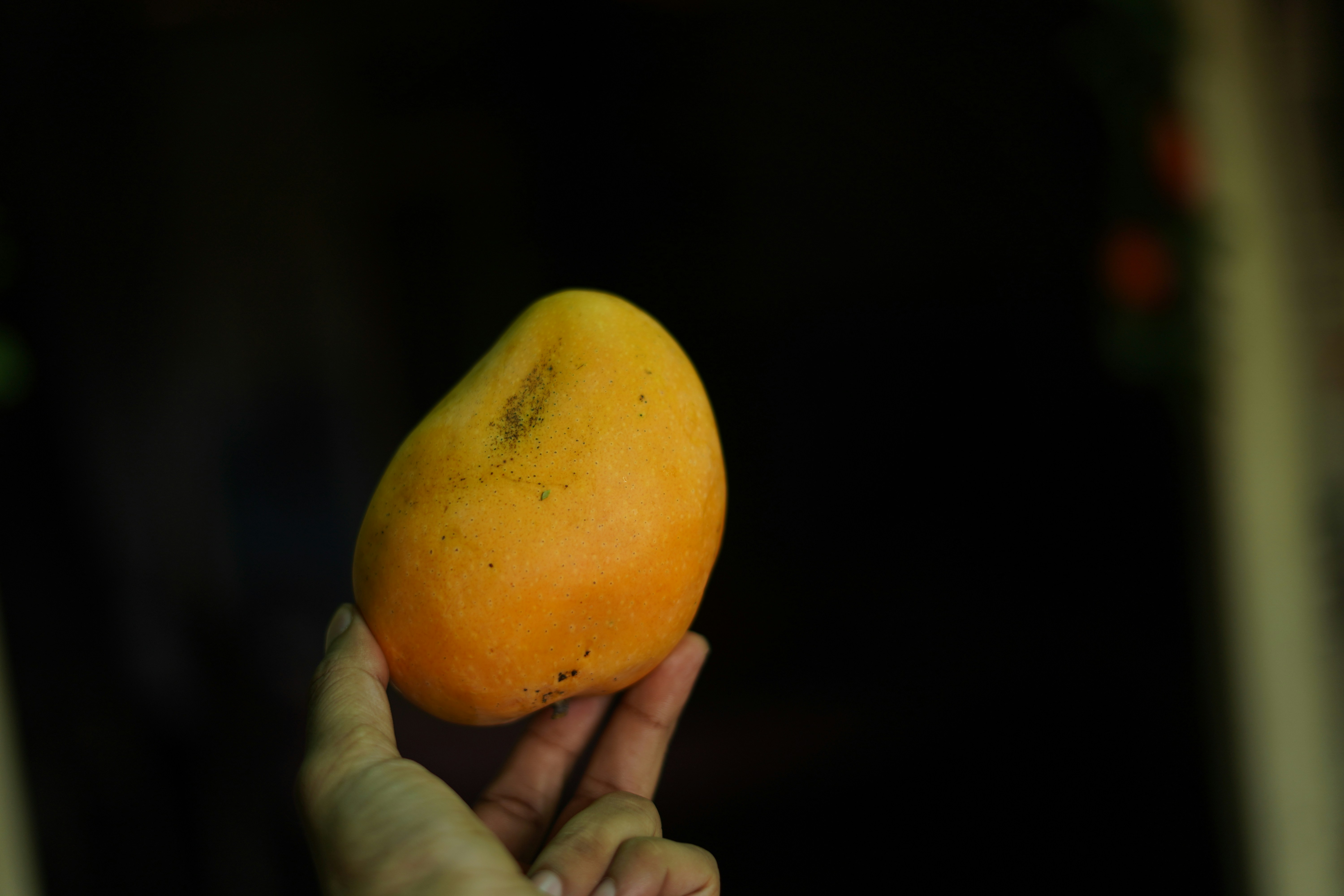 person holding yellow round fruit