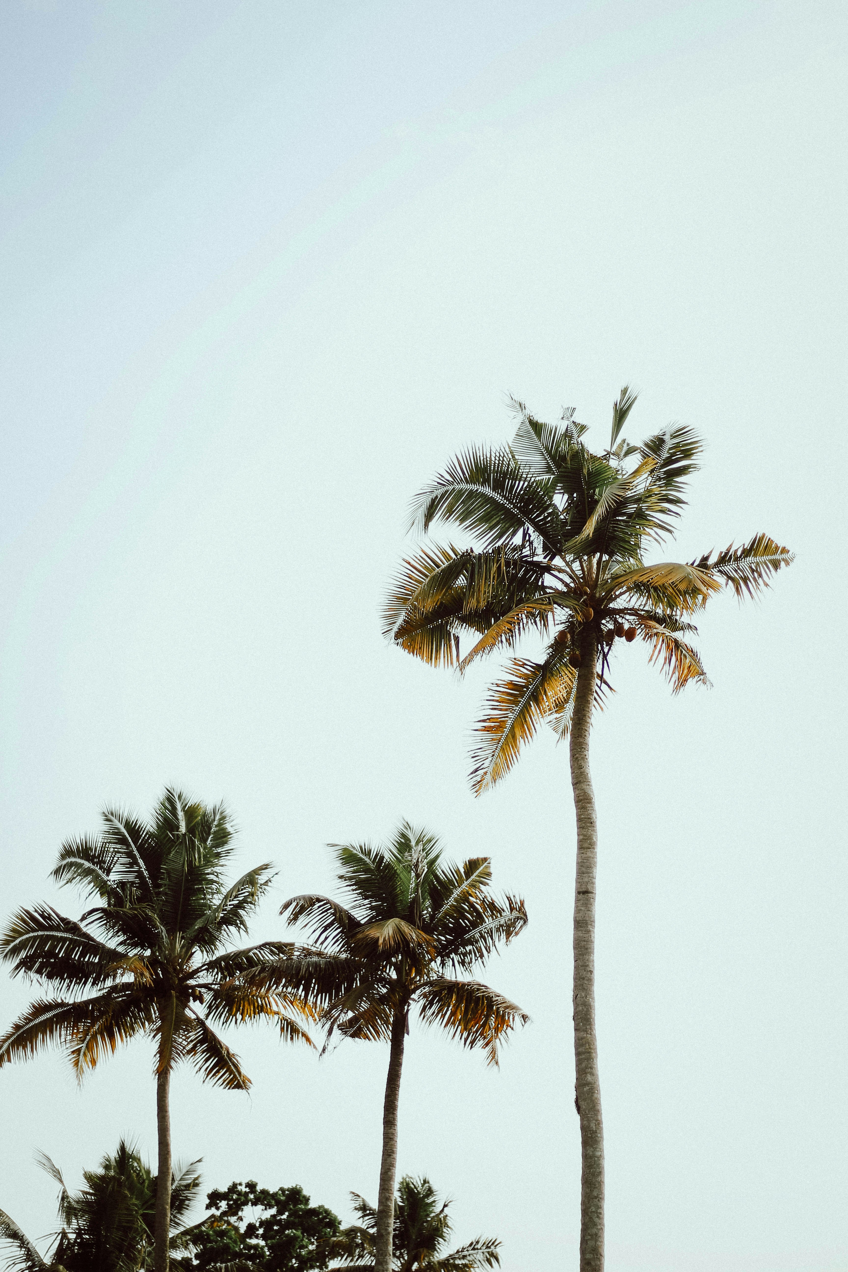 Three tall palm trees swaying gently against a pale sky, capturing the essence of a tranquil tropical landscape.