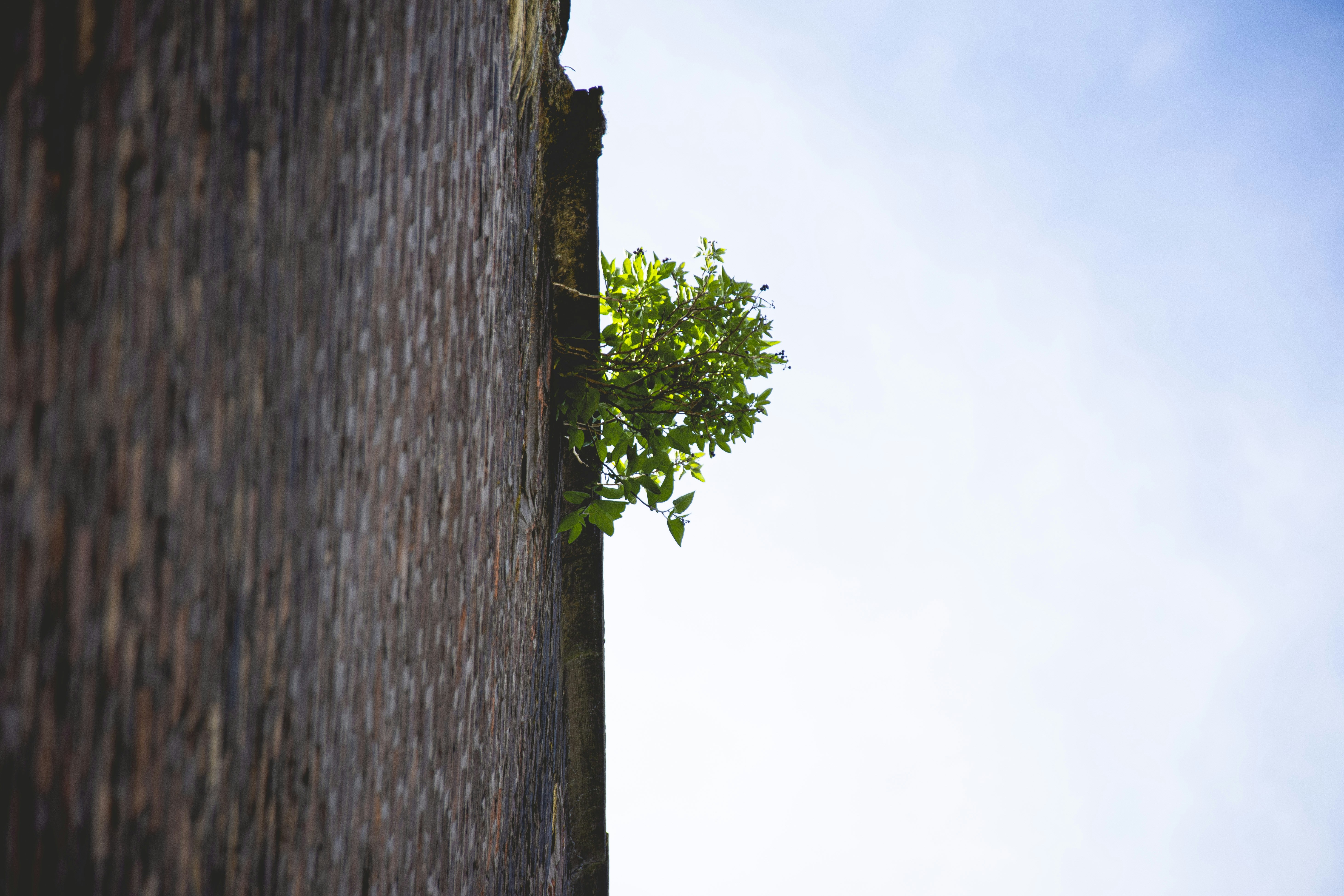 Verdant Break: A single leaf threads the edge between brick and blue