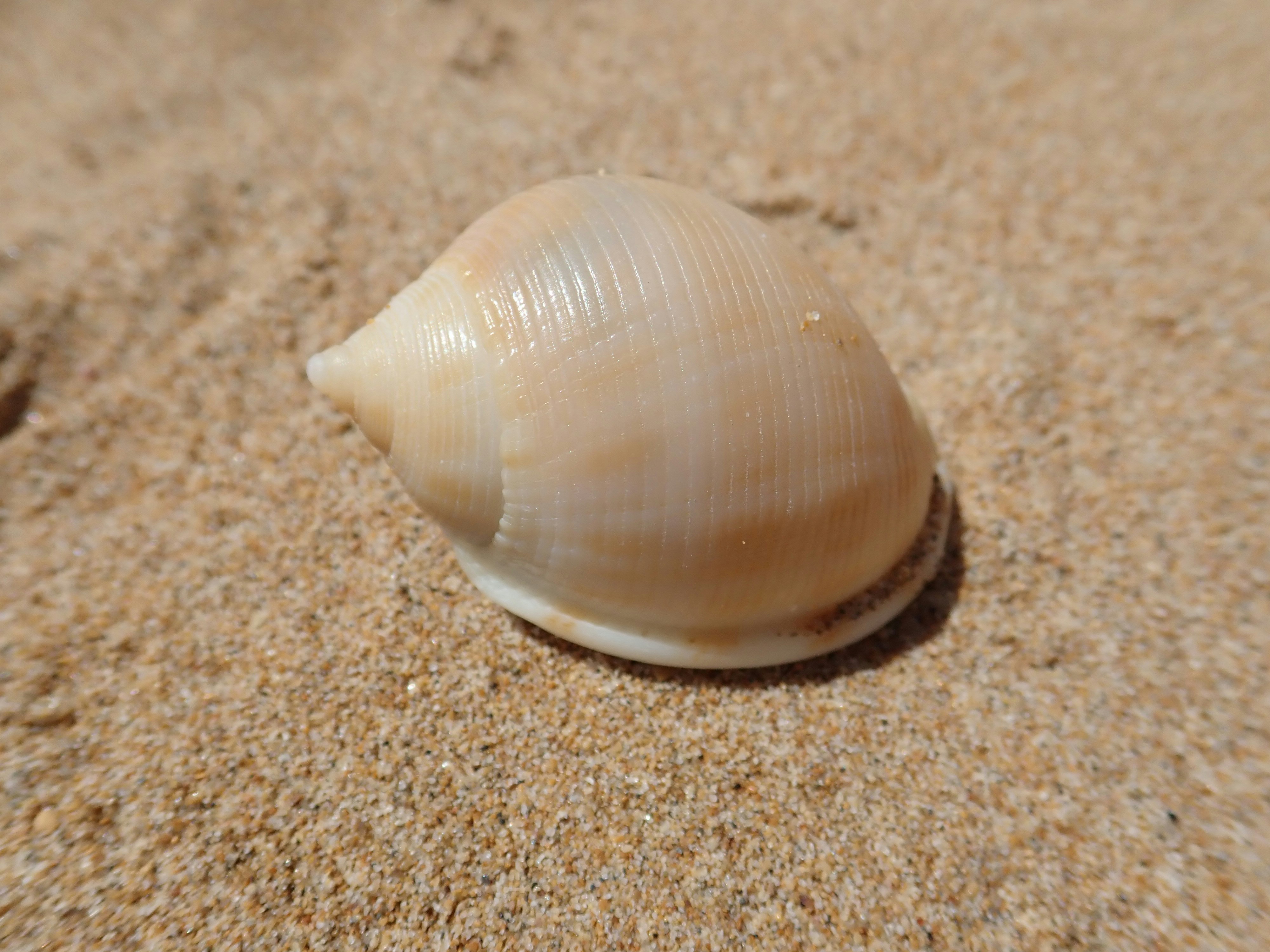 A smooth, pale seashell resting on fine, golden sand, capturing the essence of coastal tranquility.