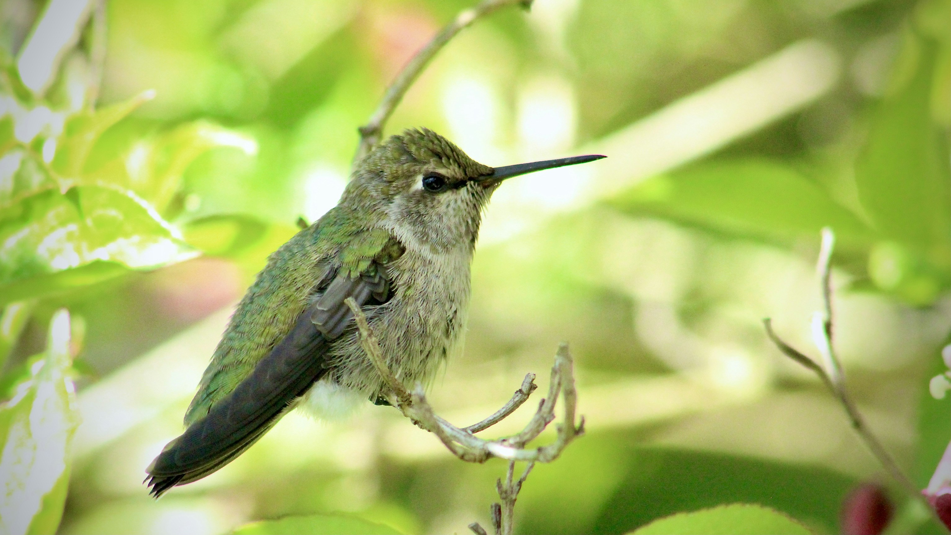 black and green bird on white flower