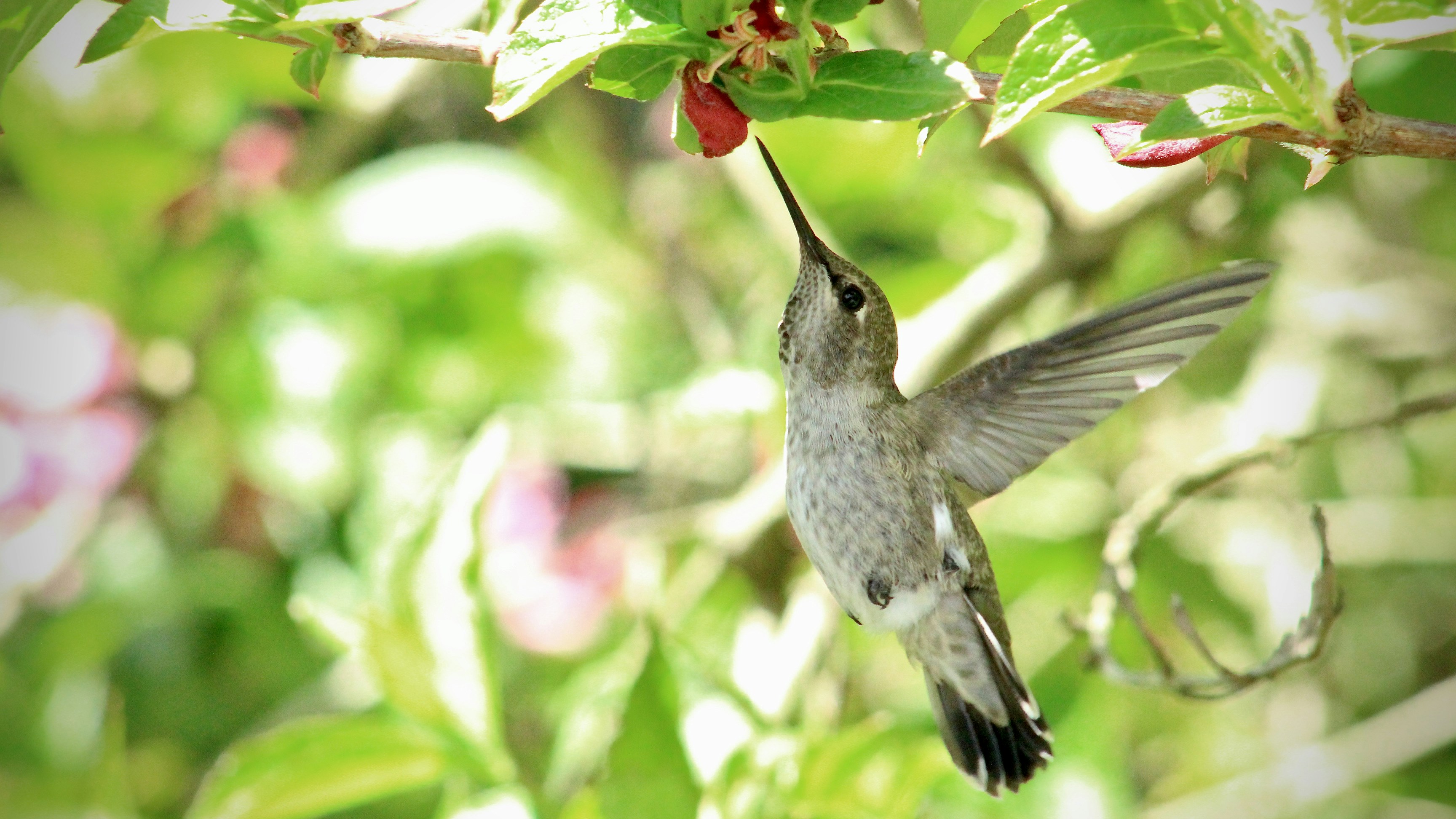Hovering in Bloom: A Hummingbird Sips Nectar Among Sunlit Leaves