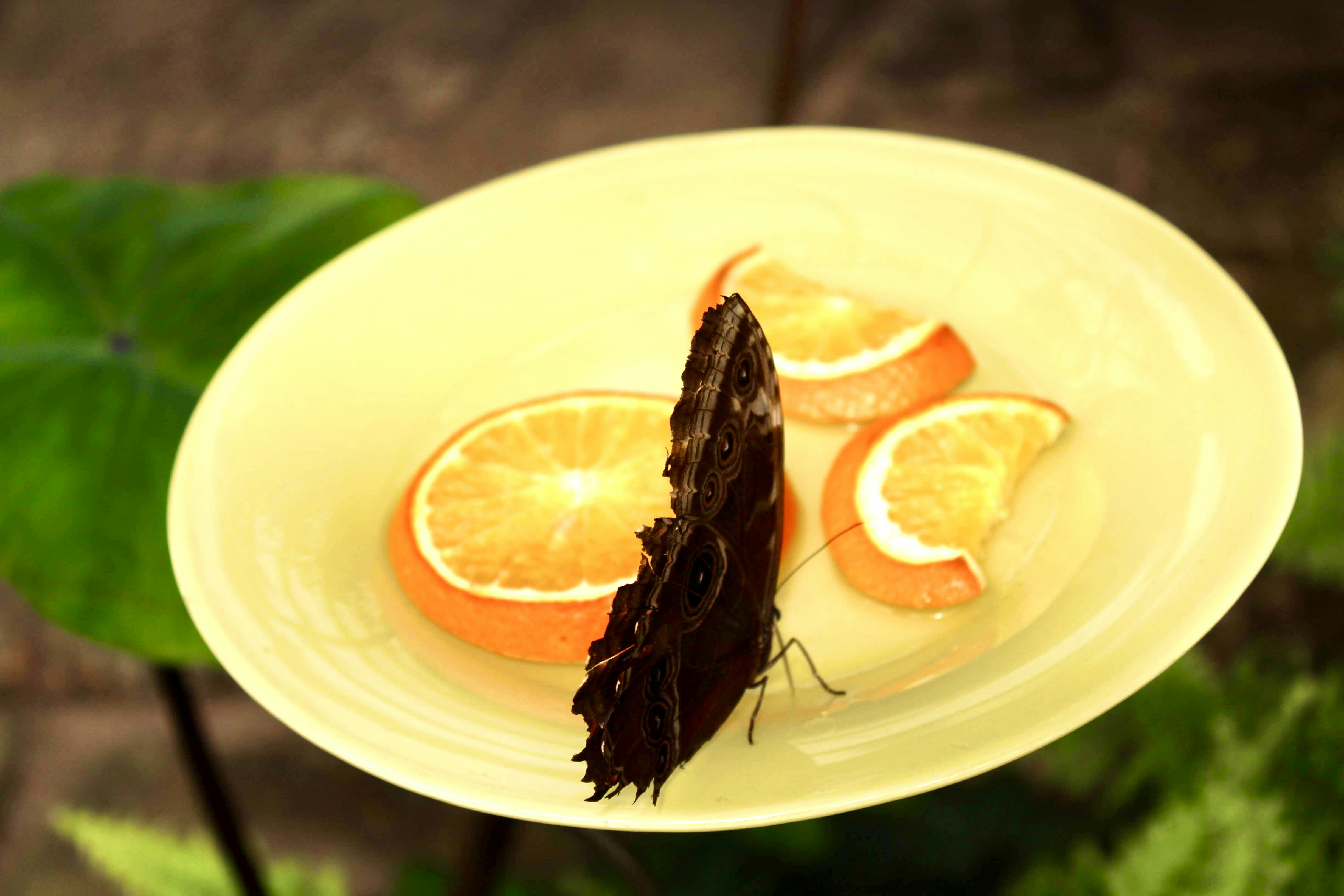 black fish on white ceramic plate
