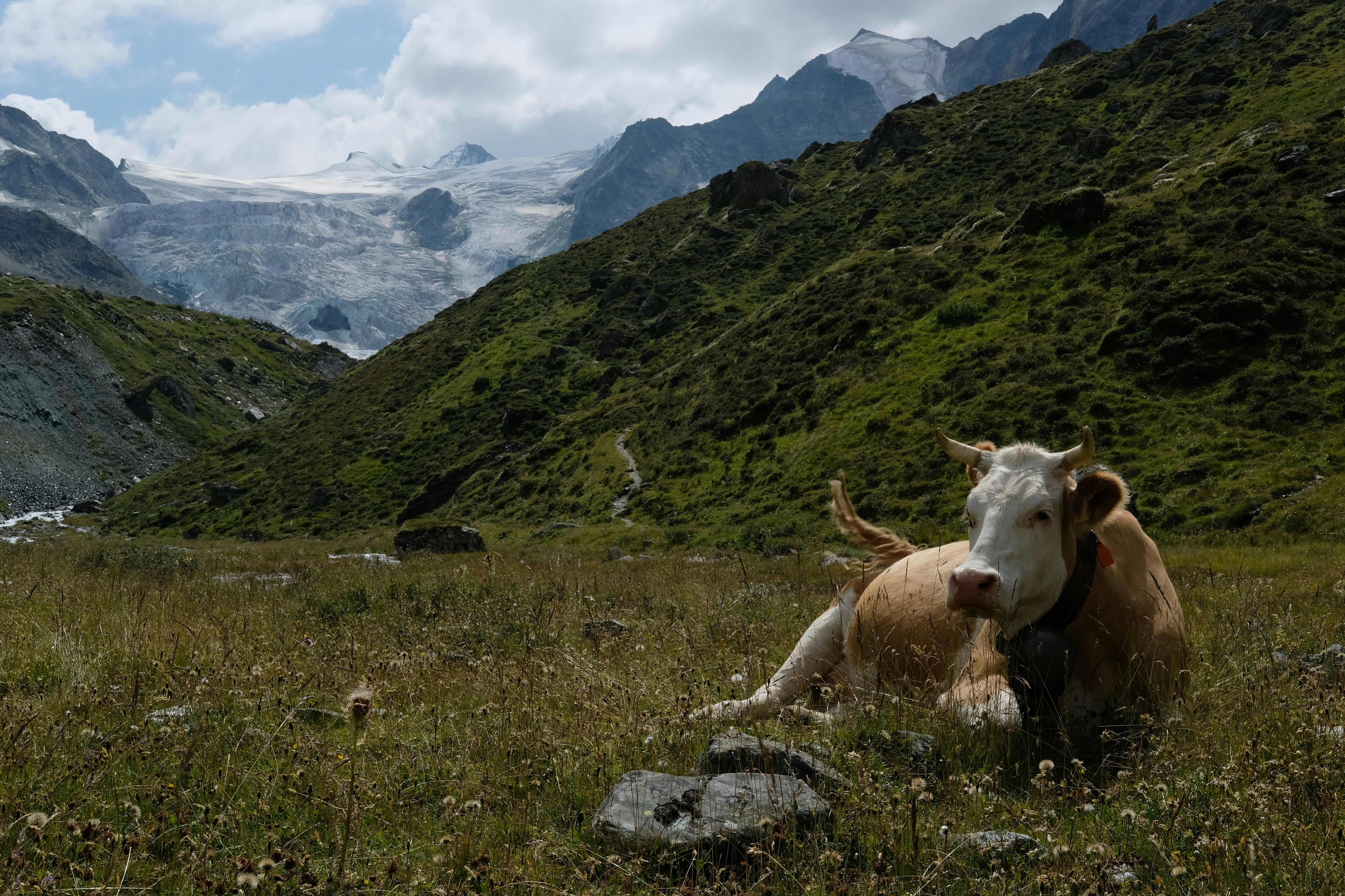 Alpine Meadow Pause: A Cow at the Foot of Glacial Peaks