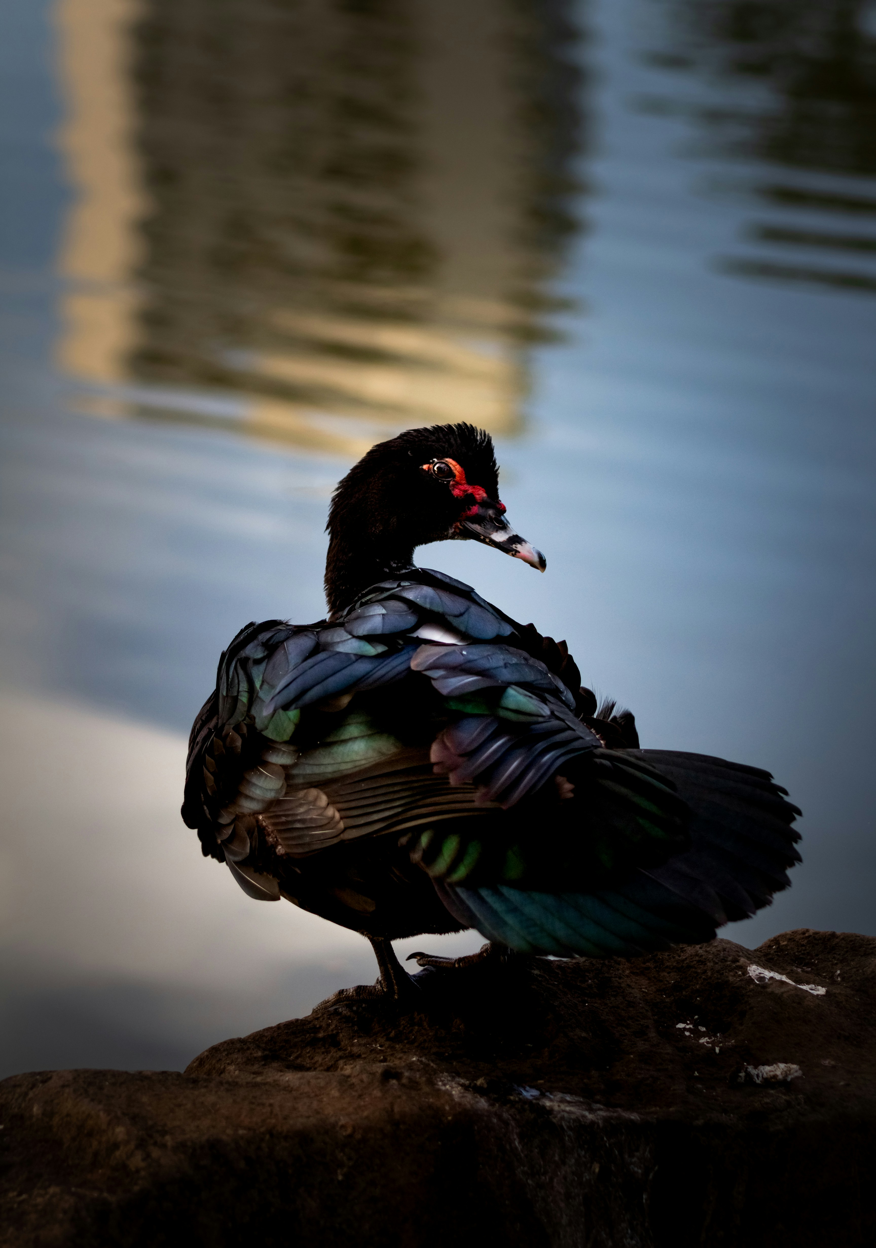 Twilight Muscovy on Riverside Rock with Iridescent Feathers