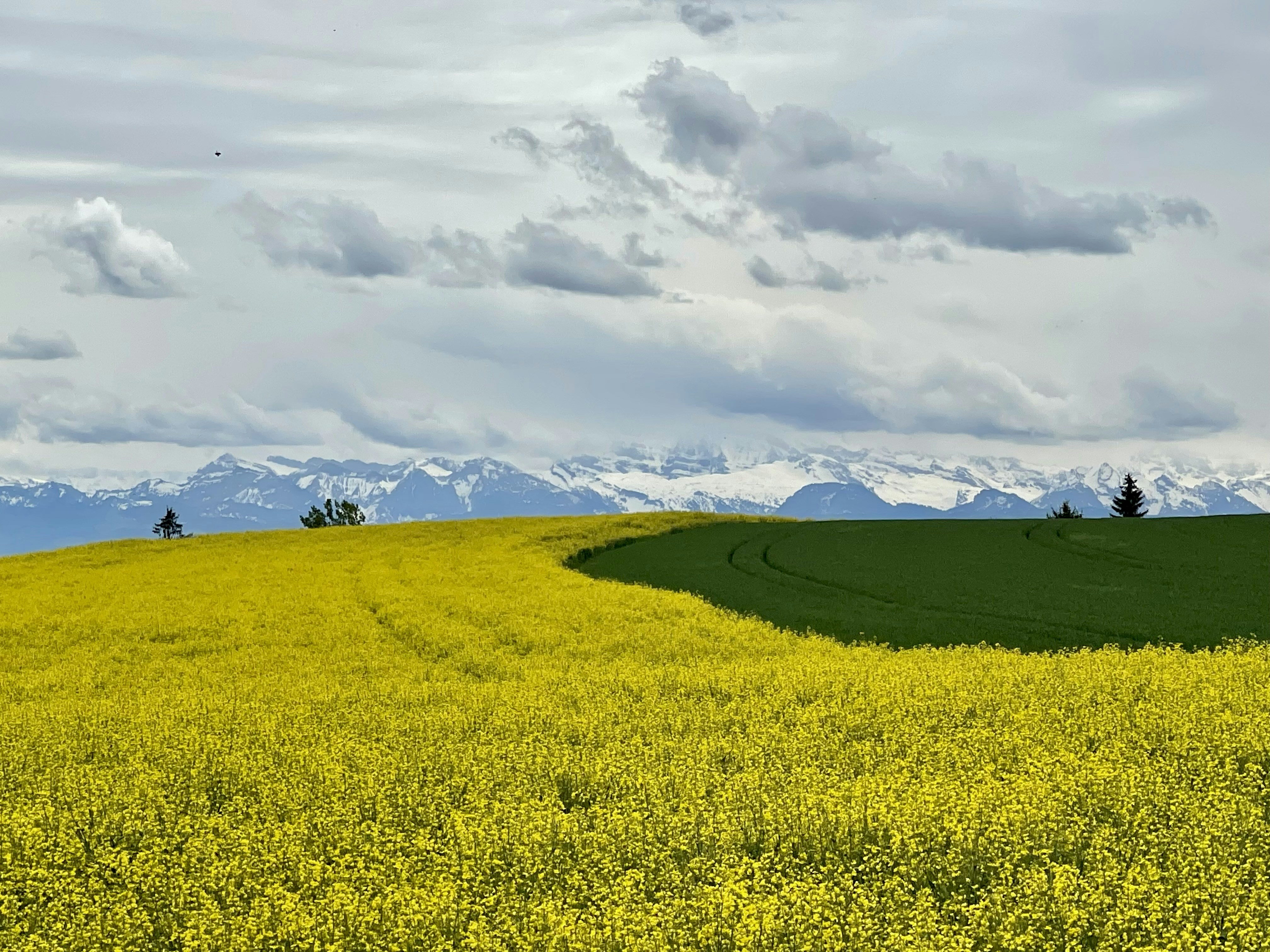 Golden Ribbon: A Split of Canola and Field Green Under A Cloudy Sky