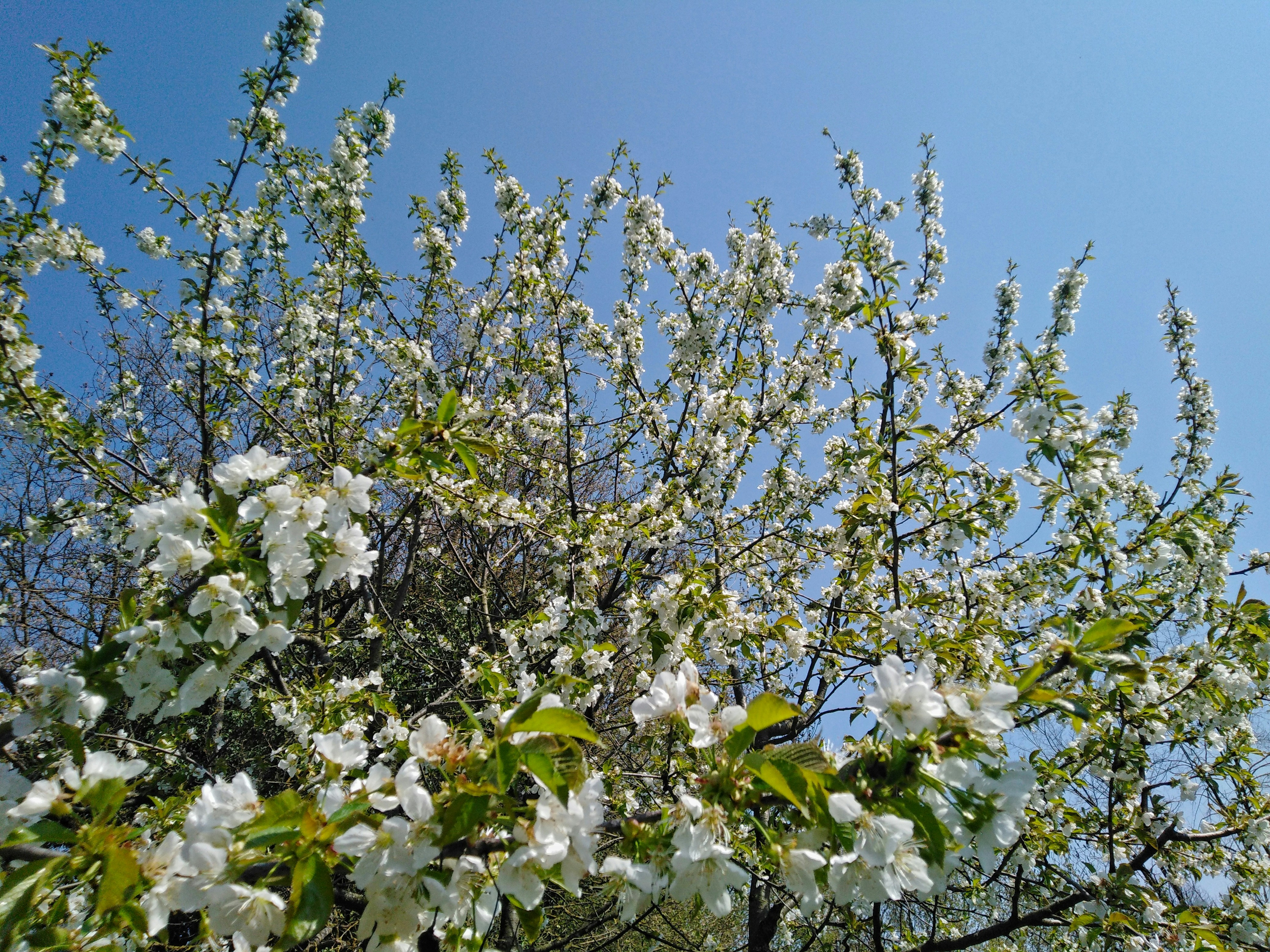 Delicate white blossoms adorn branches against a clear blue sky, showcasing the beauty of springtime flora.