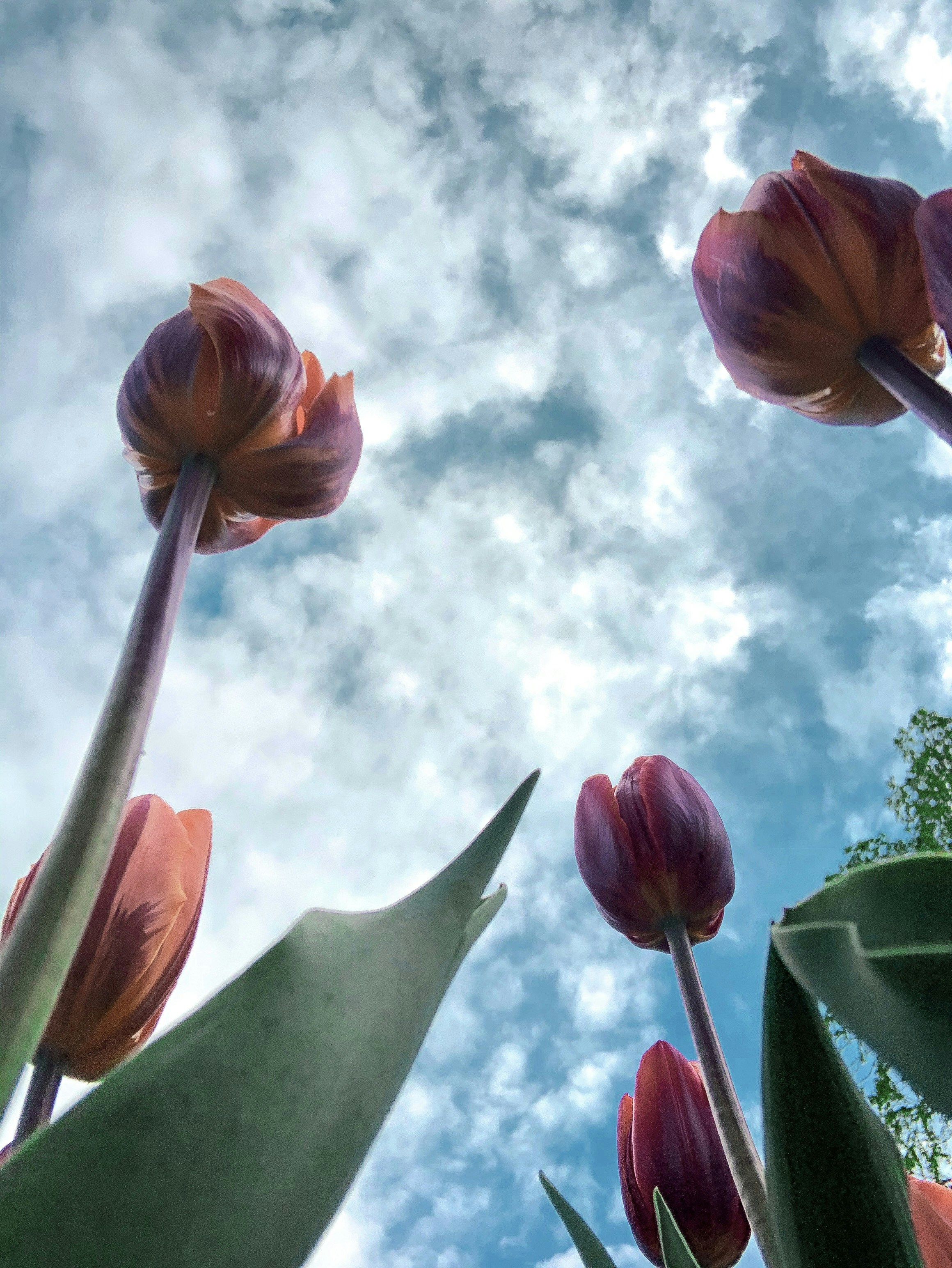 Vibrant tulips reaching skyward, framed against a backdrop of soft clouds. The perspective emphasizes the flowers' elegance.