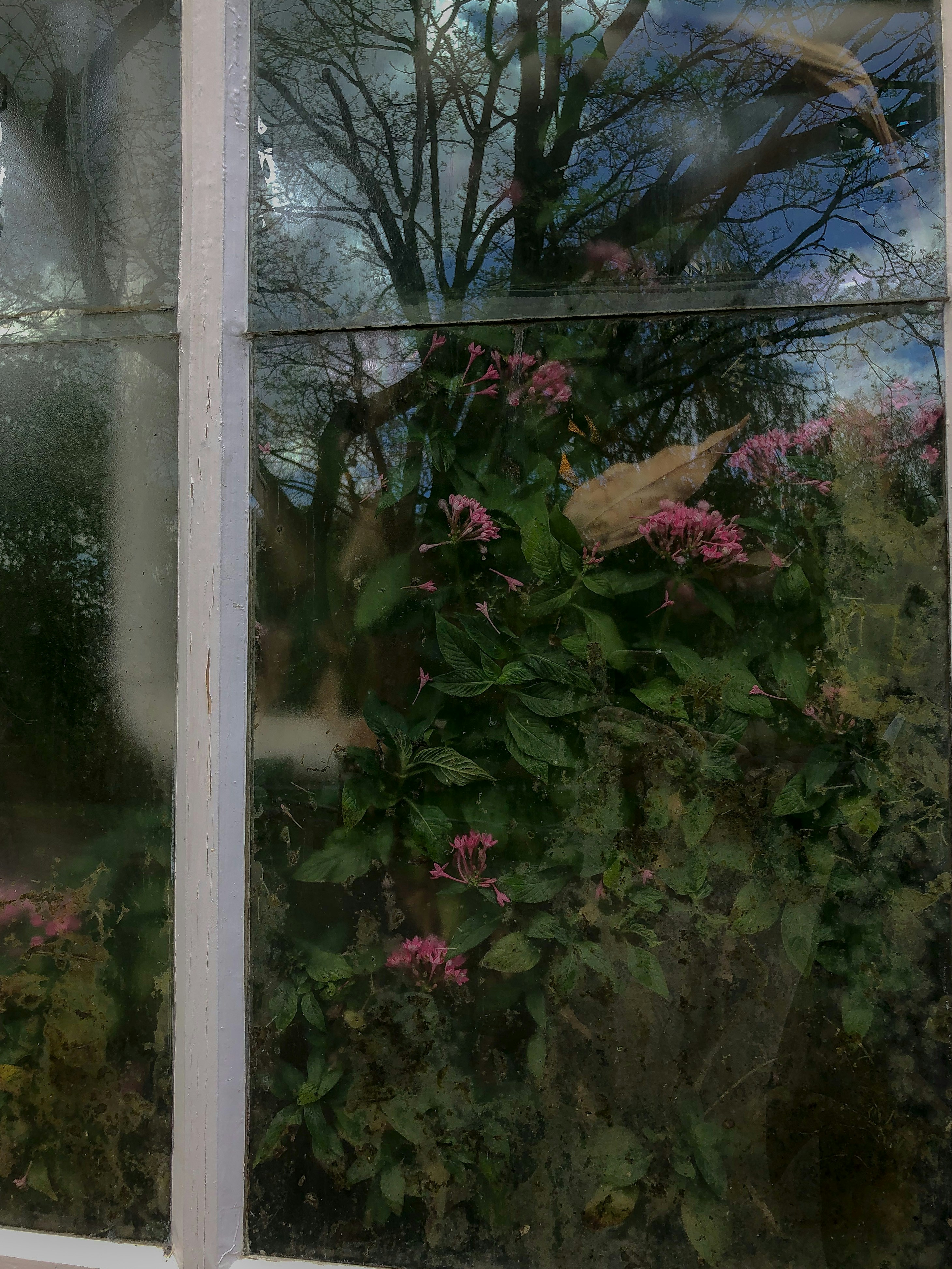 green and pink flower plants