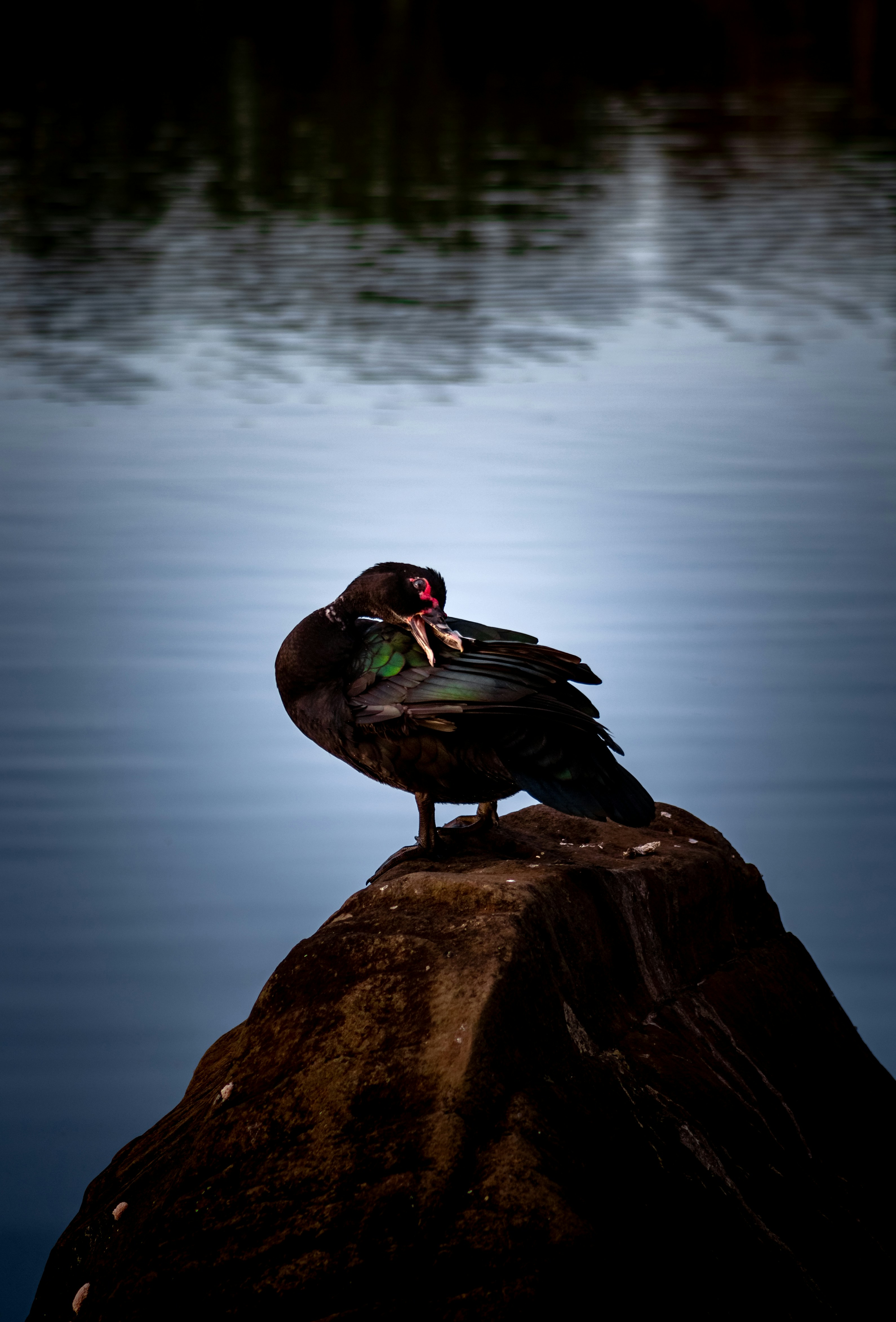 Emerald-necked Mallard Perches on a Weathered Rock by a Glassy Lake