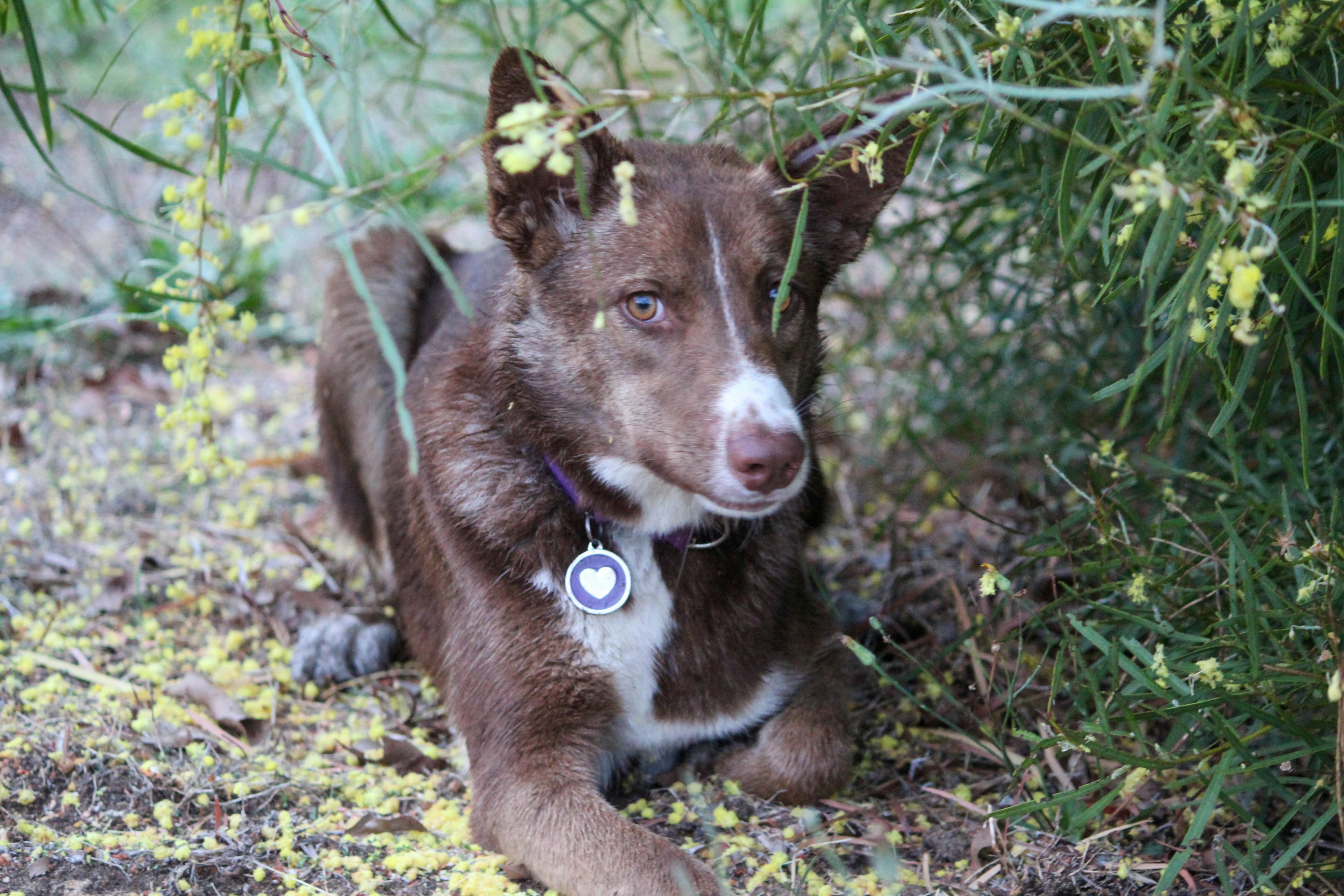 Heart-Tag Beneath the Foliage: A Brown Dog at Rest