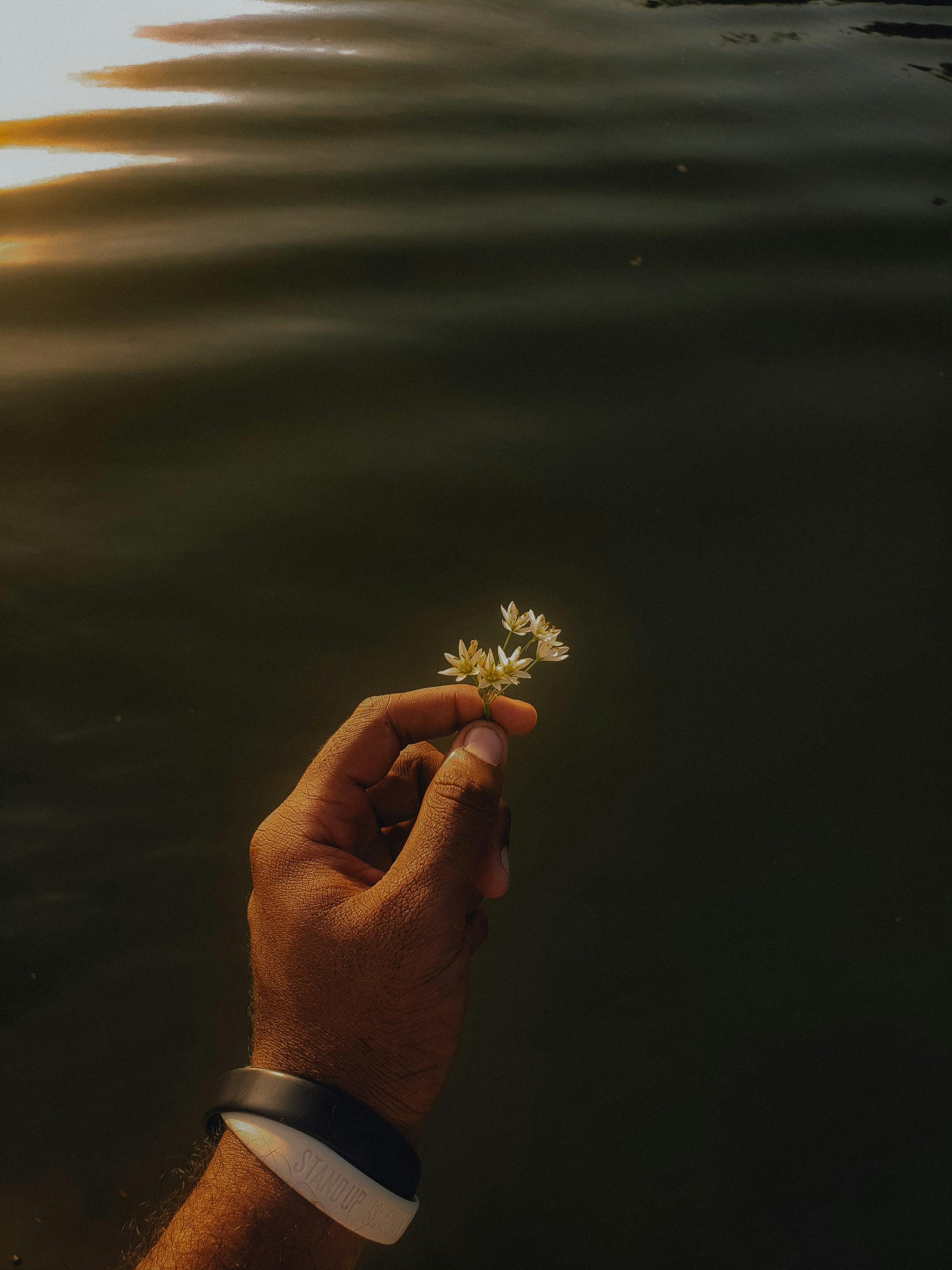 Hand holding delicate white flowers above a serene body of water, reflecting soft light. The scene evokes a sense of tranquility.