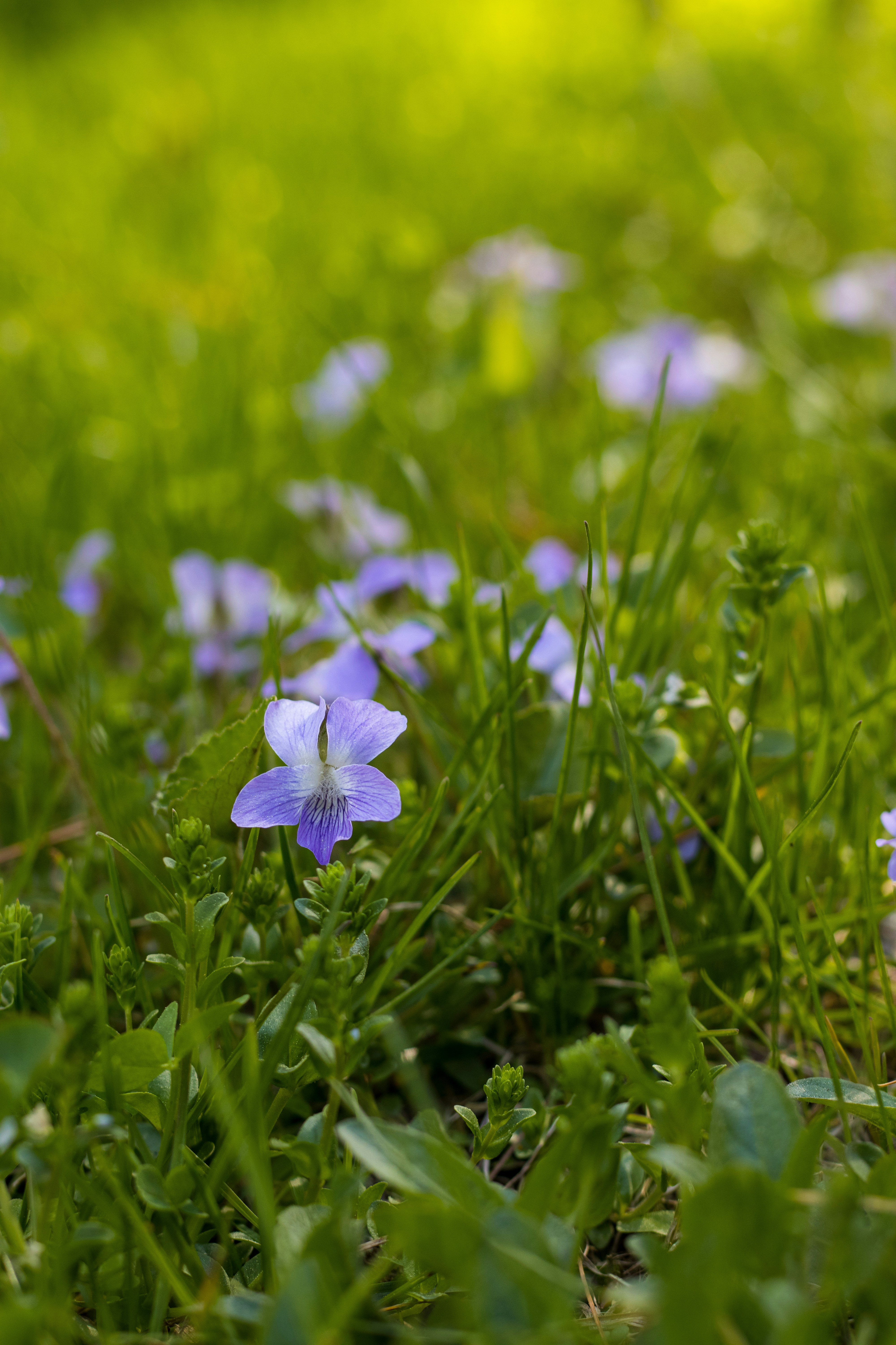 Close-up of a vibrant violet flower surrounded by lush green grass and other blooms, capturing the essence of a spring meadow.