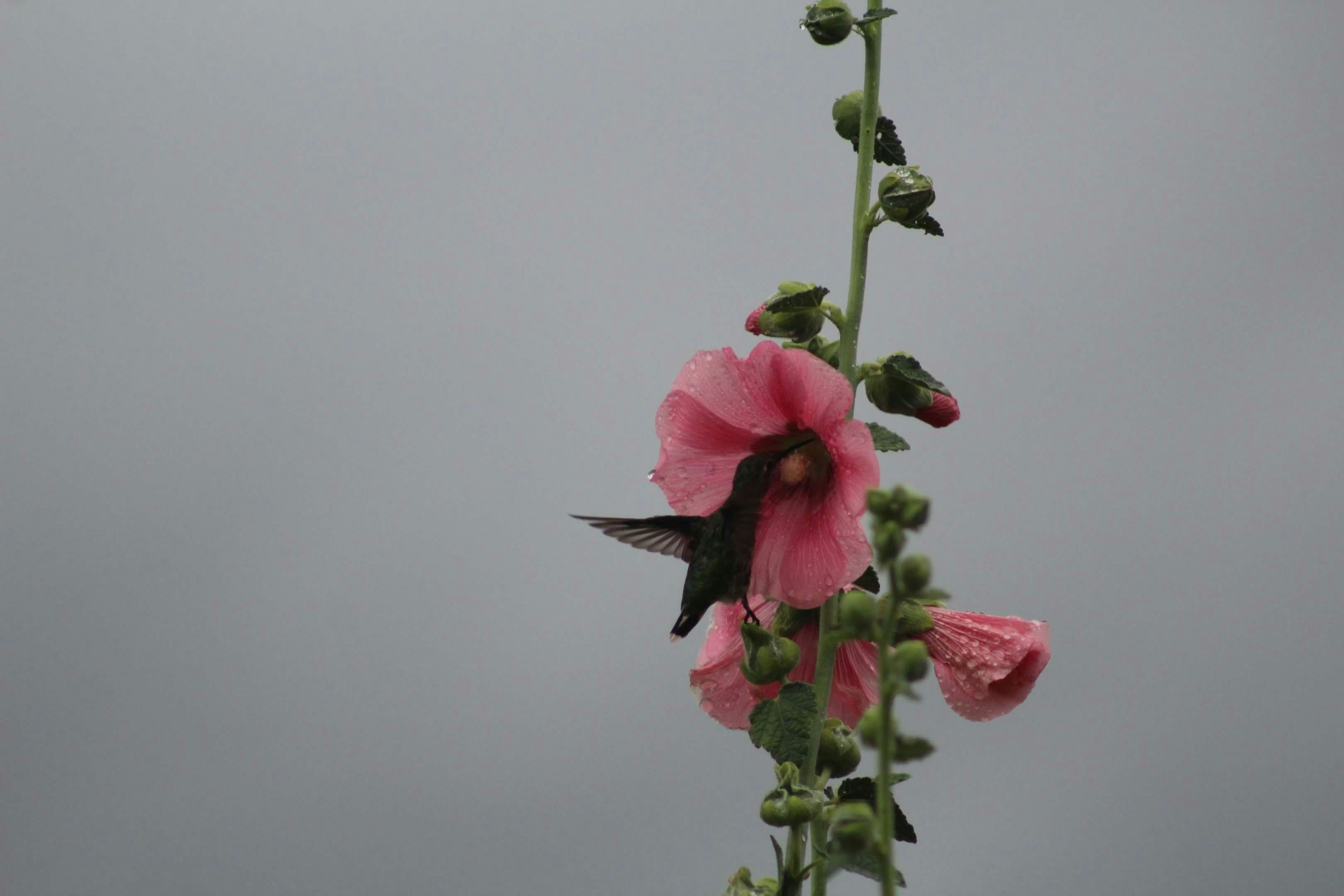 Nectar Rendezvous: A Hummingbird Hovering at a Pink Hollyhock