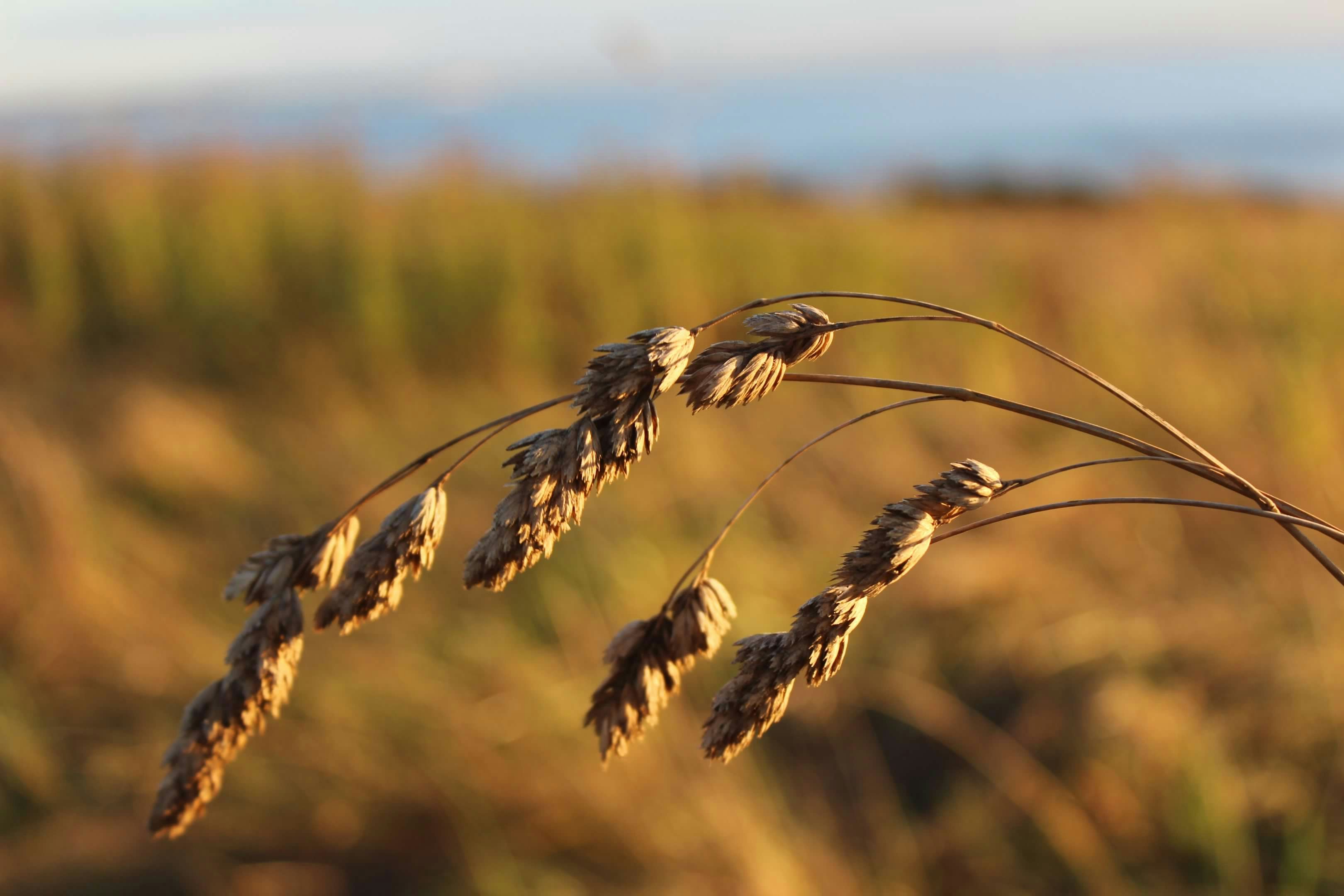 brown wheat field during daytime