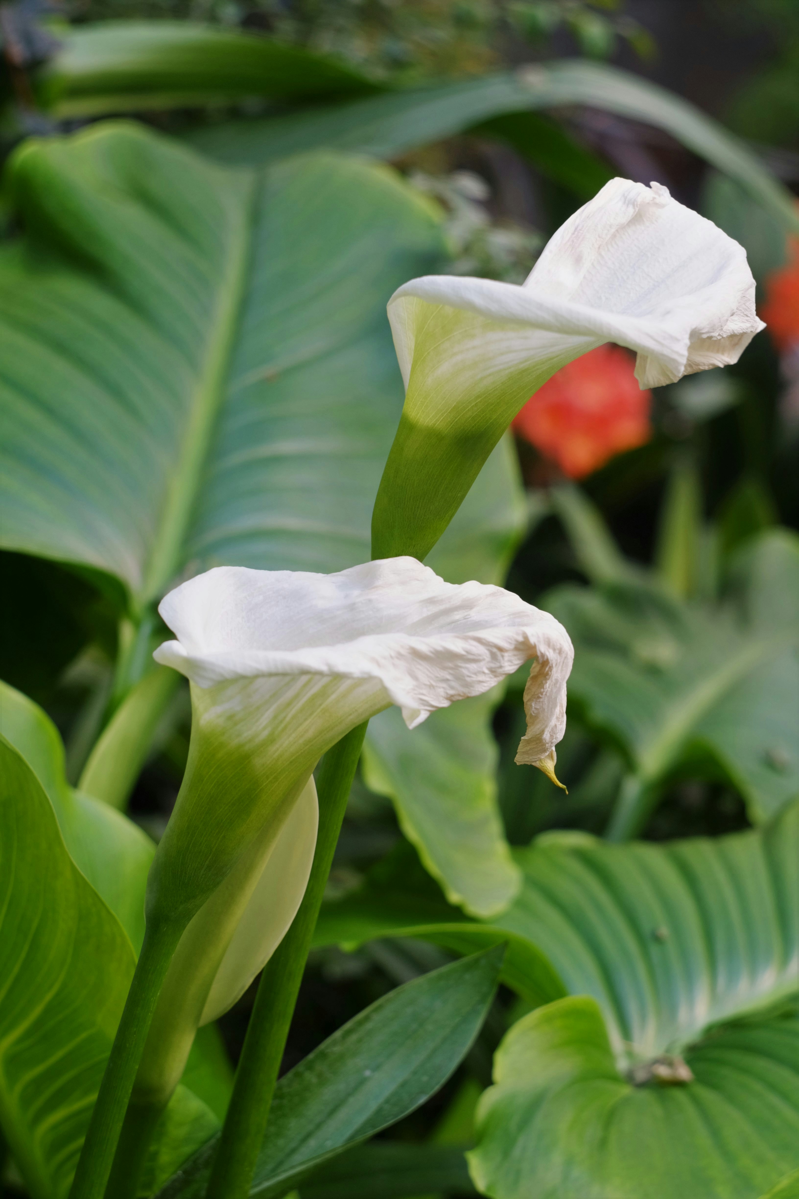 White Calla Lilies Rise from Lush Greenery