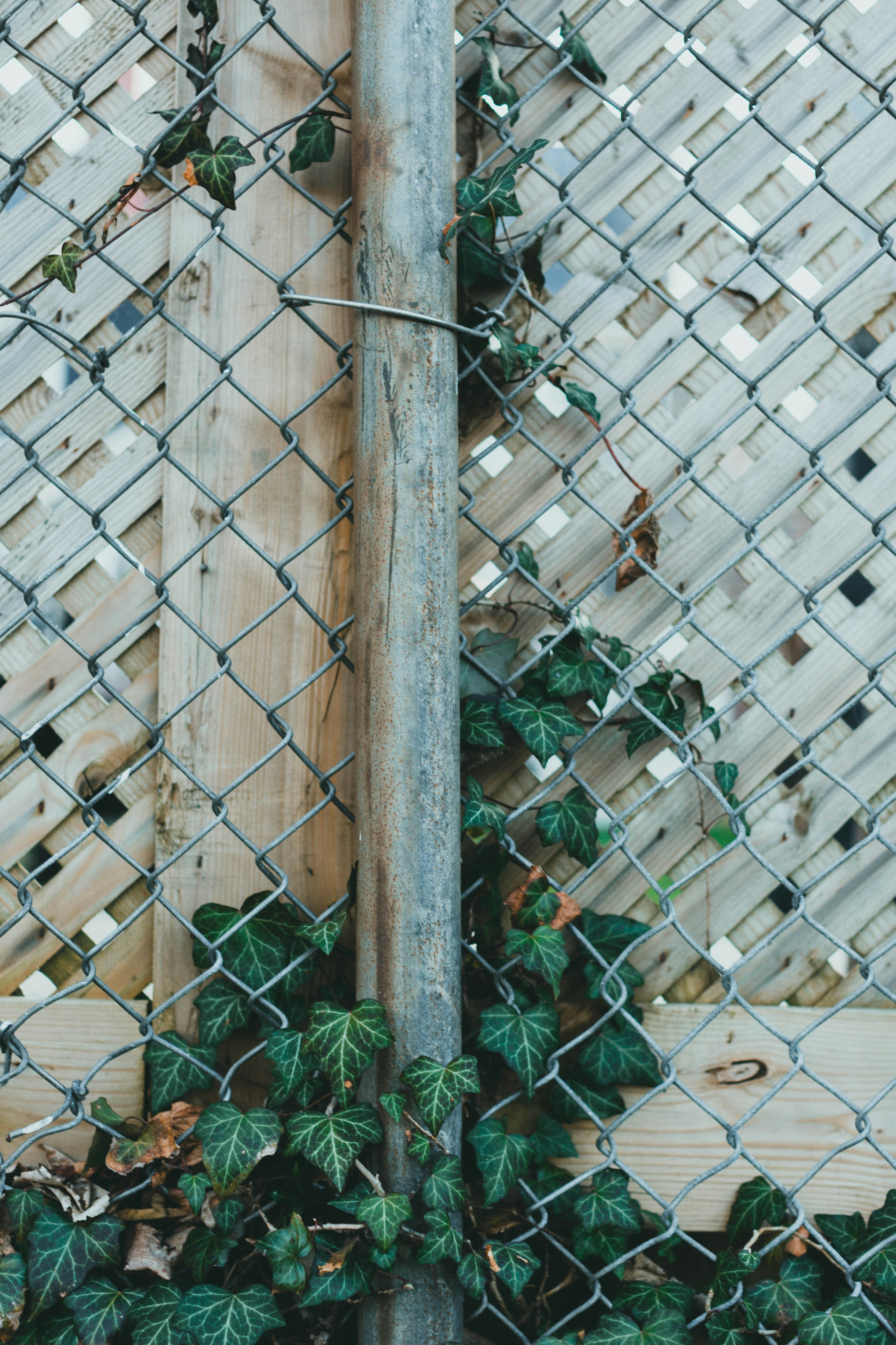 Green ivy climbing a weathered metal pole against a wooden lattice fence, showcasing the contrast between nature and urban structures.