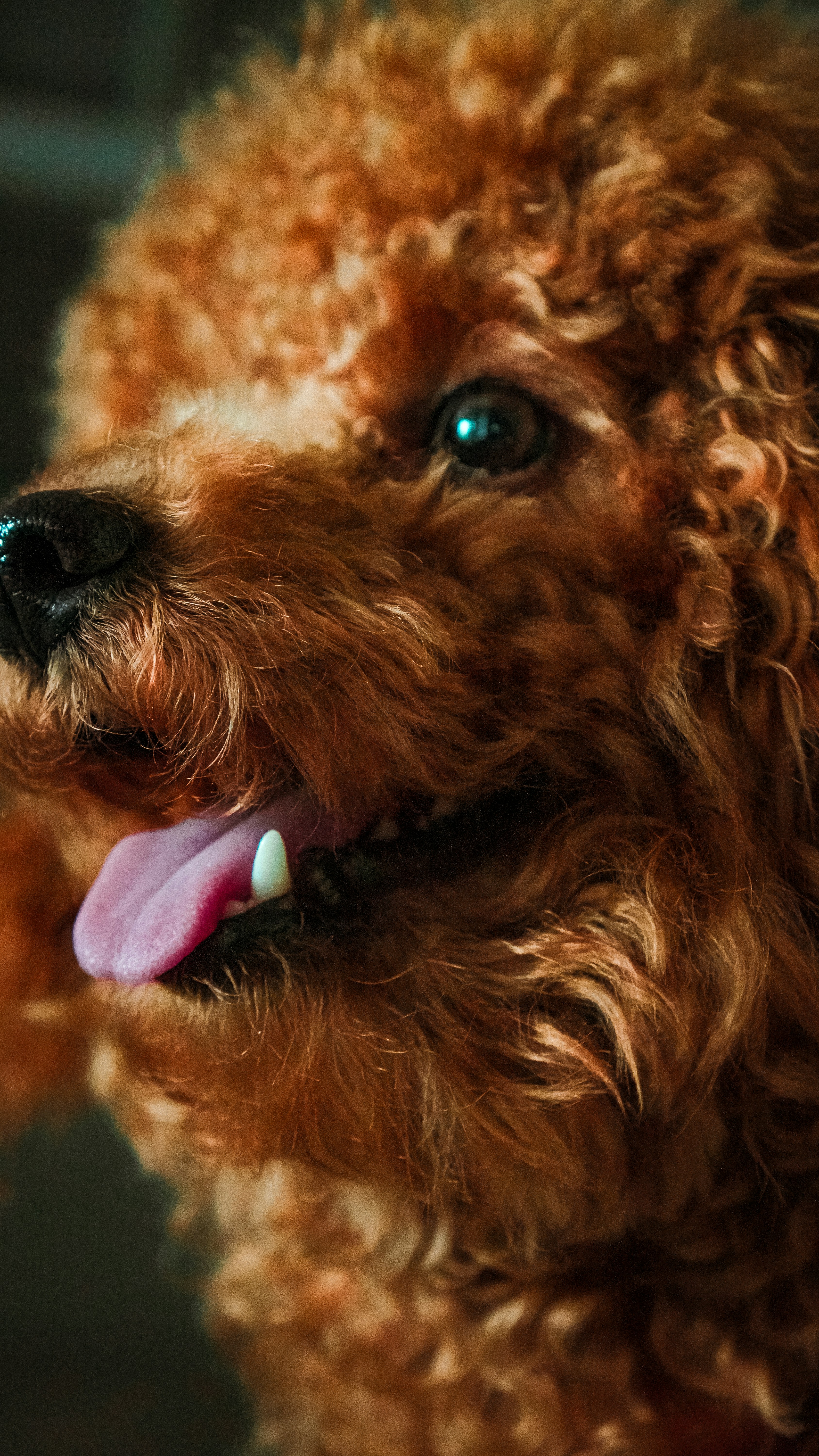 Curly Gaze: Close-Up of a Playful Poodle
