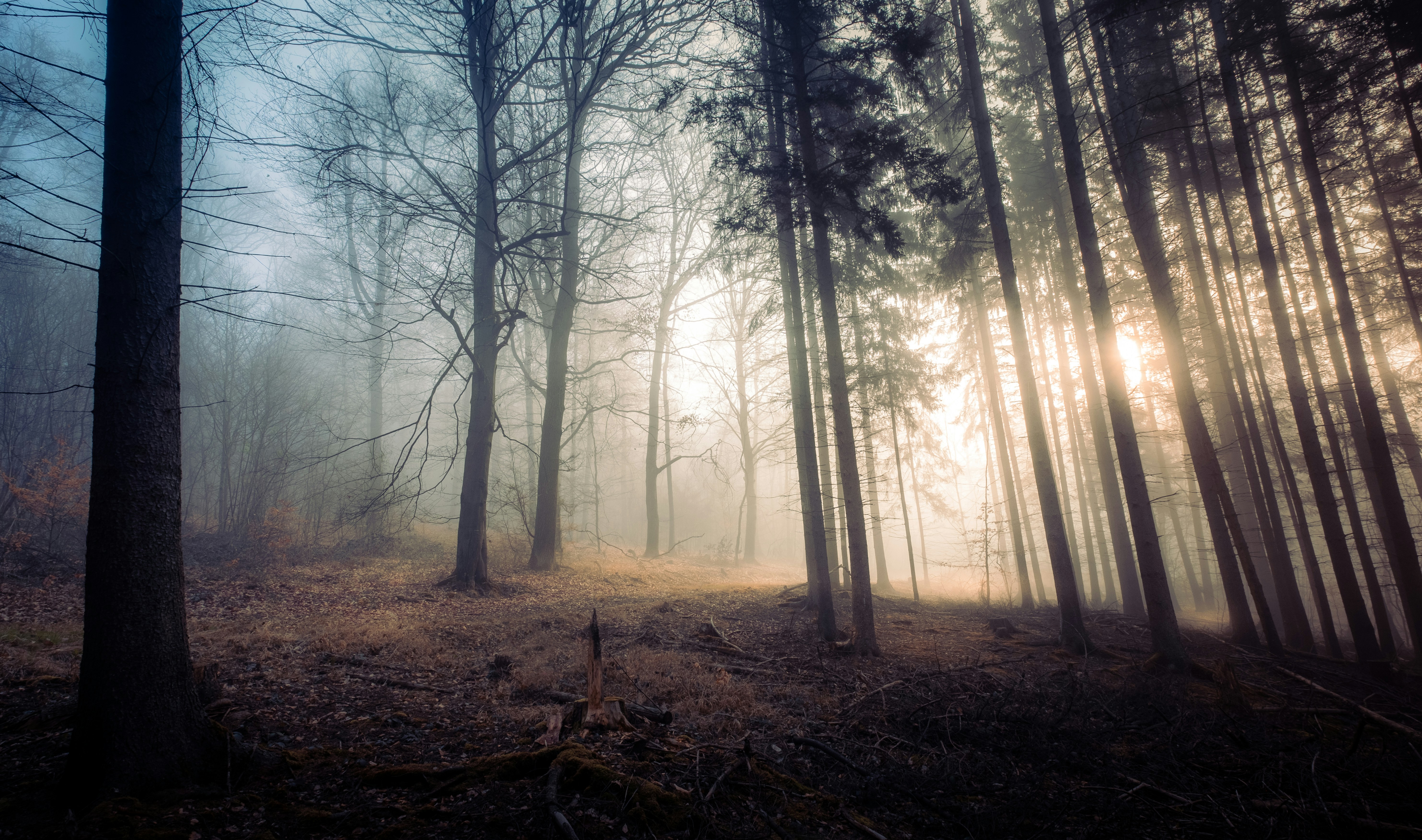 Sunlight filters through a dense fog in a tranquil forest, illuminating the tall trees and soft earth below.