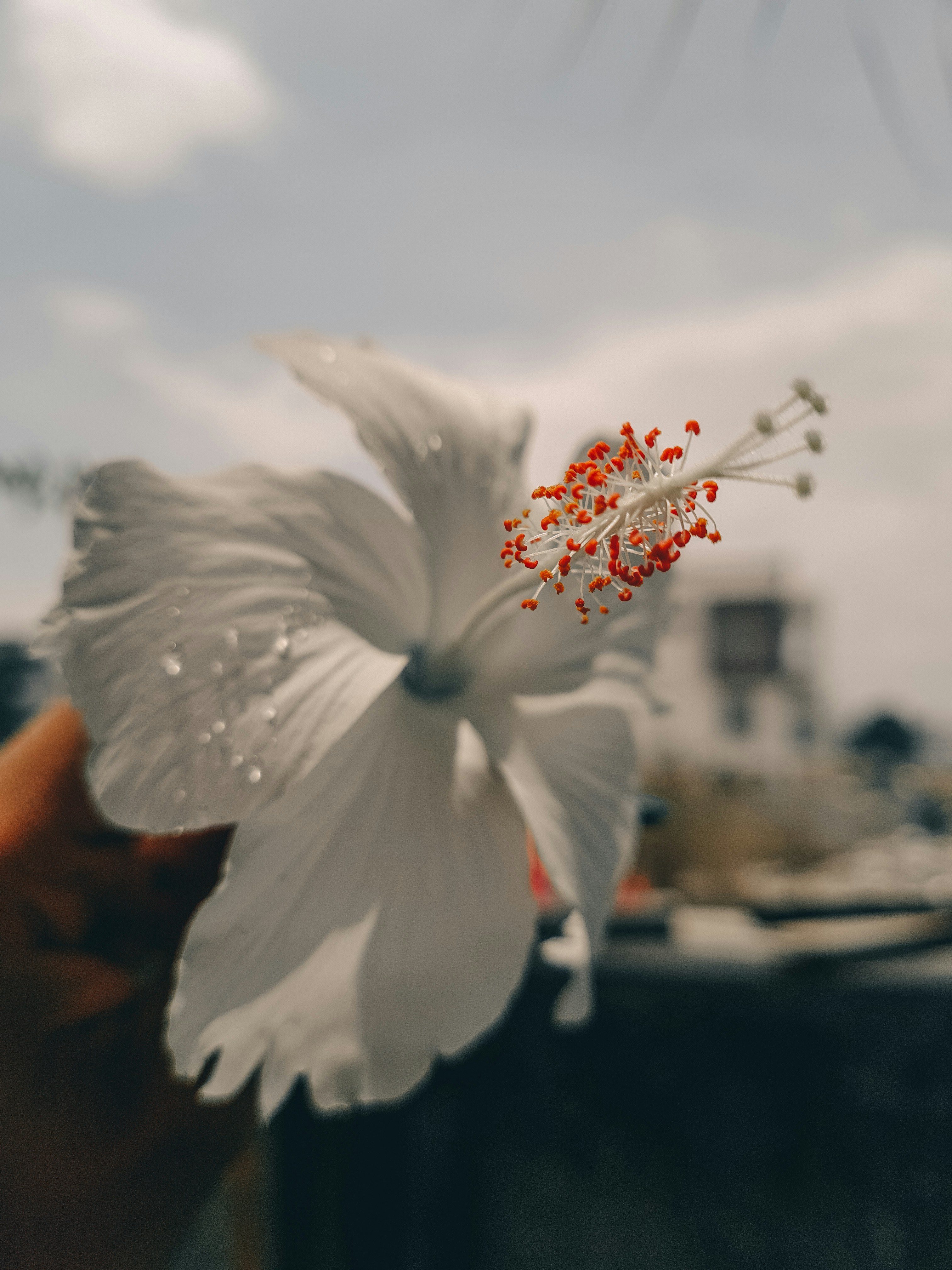 Sample photo from Samsung Galaxy S20 FE