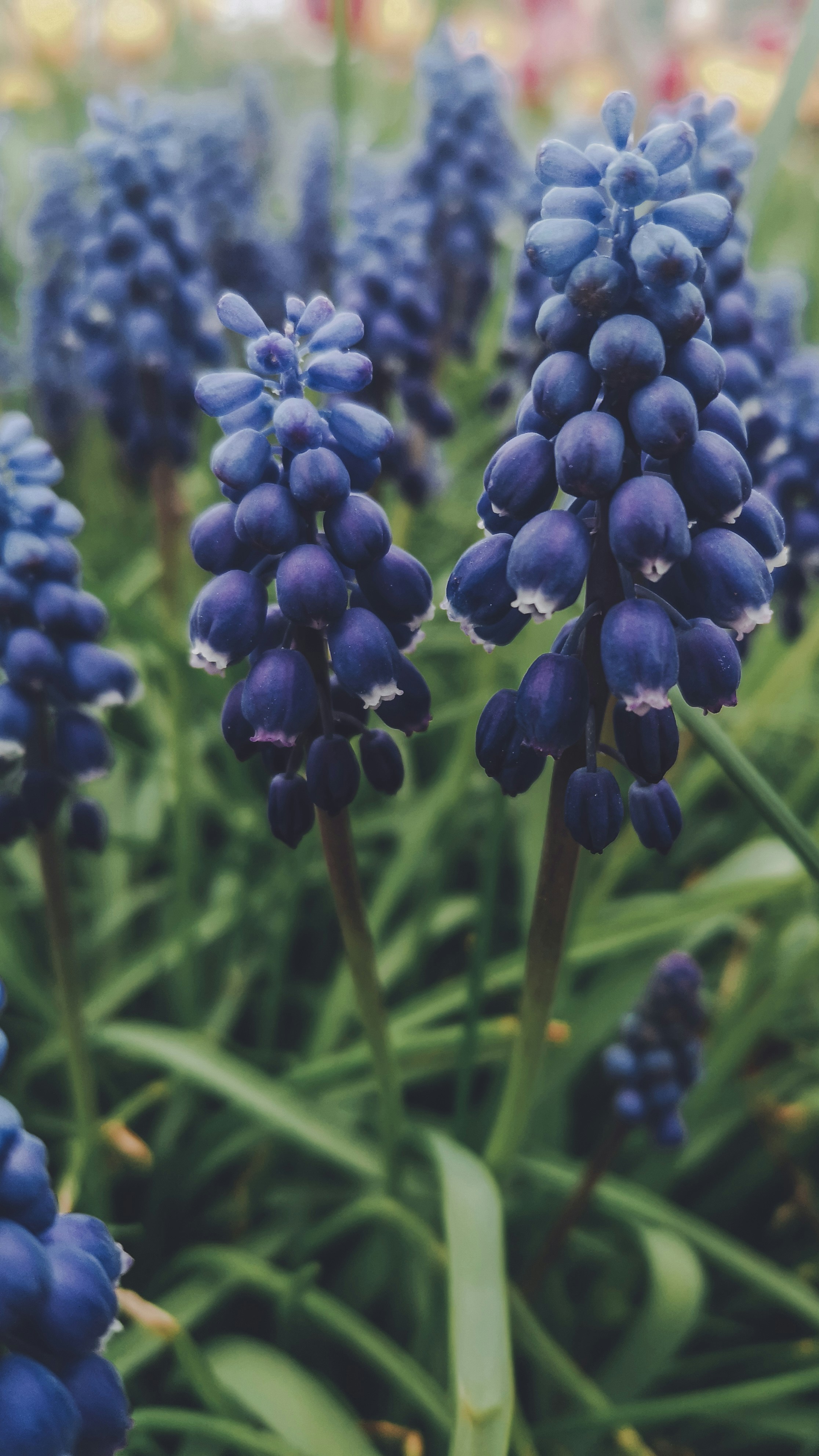 Blue flower buds during daytime photo – Free Plant Image on Unsplash