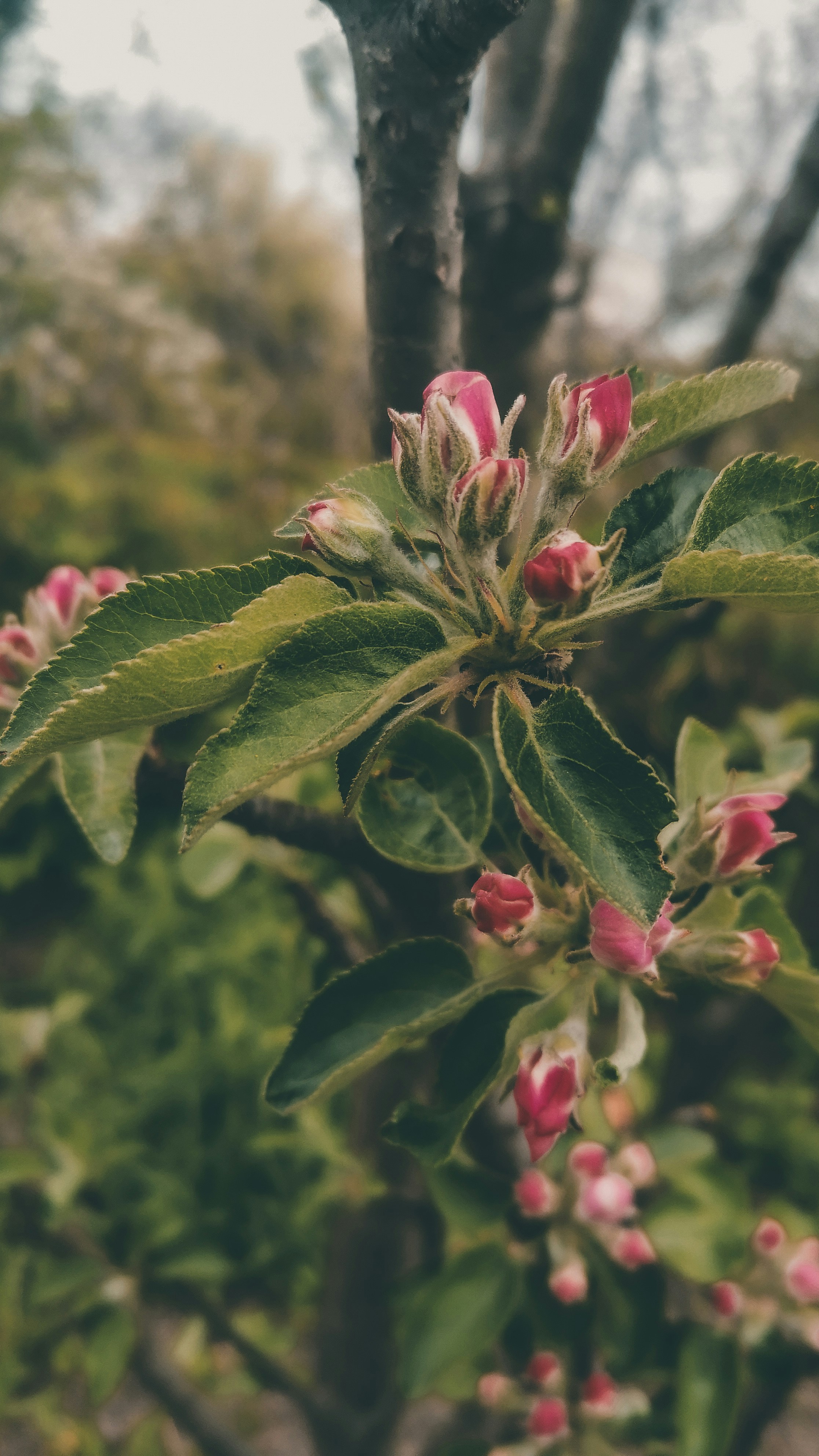 Close-up of pink flower buds on a leafy branch with a softly blurred background.